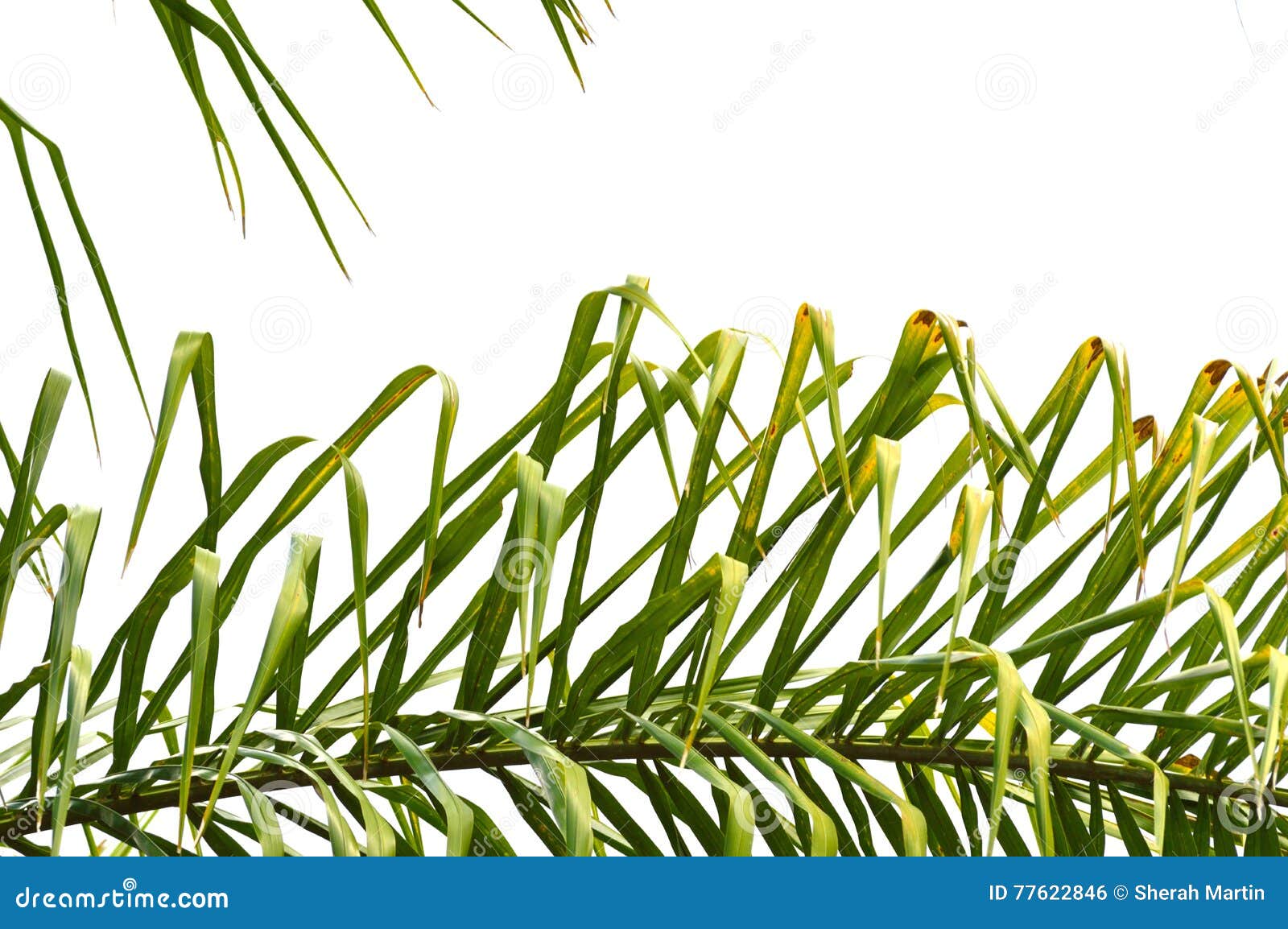 Fundo Da Fronda Da Palma Da Rainha Foto de Stock - Imagem de verde ...