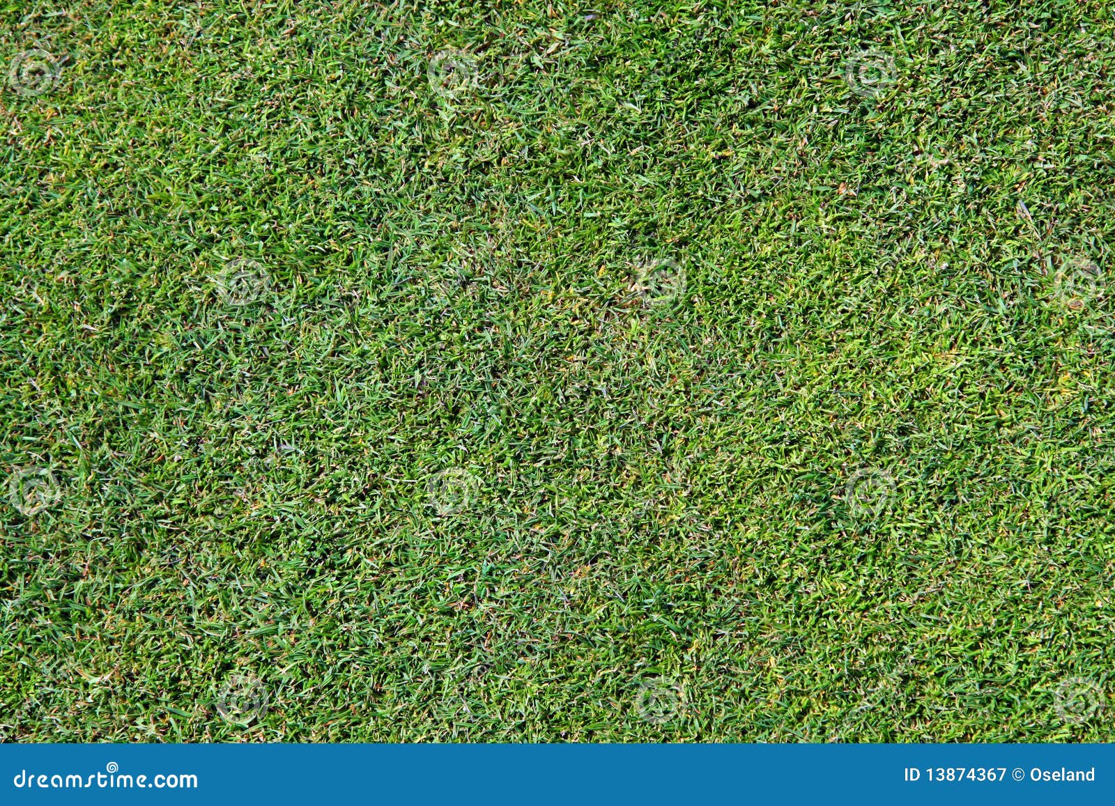 Fundo da grama de Bermuda imagem de stock. Imagem de verde - 13874367