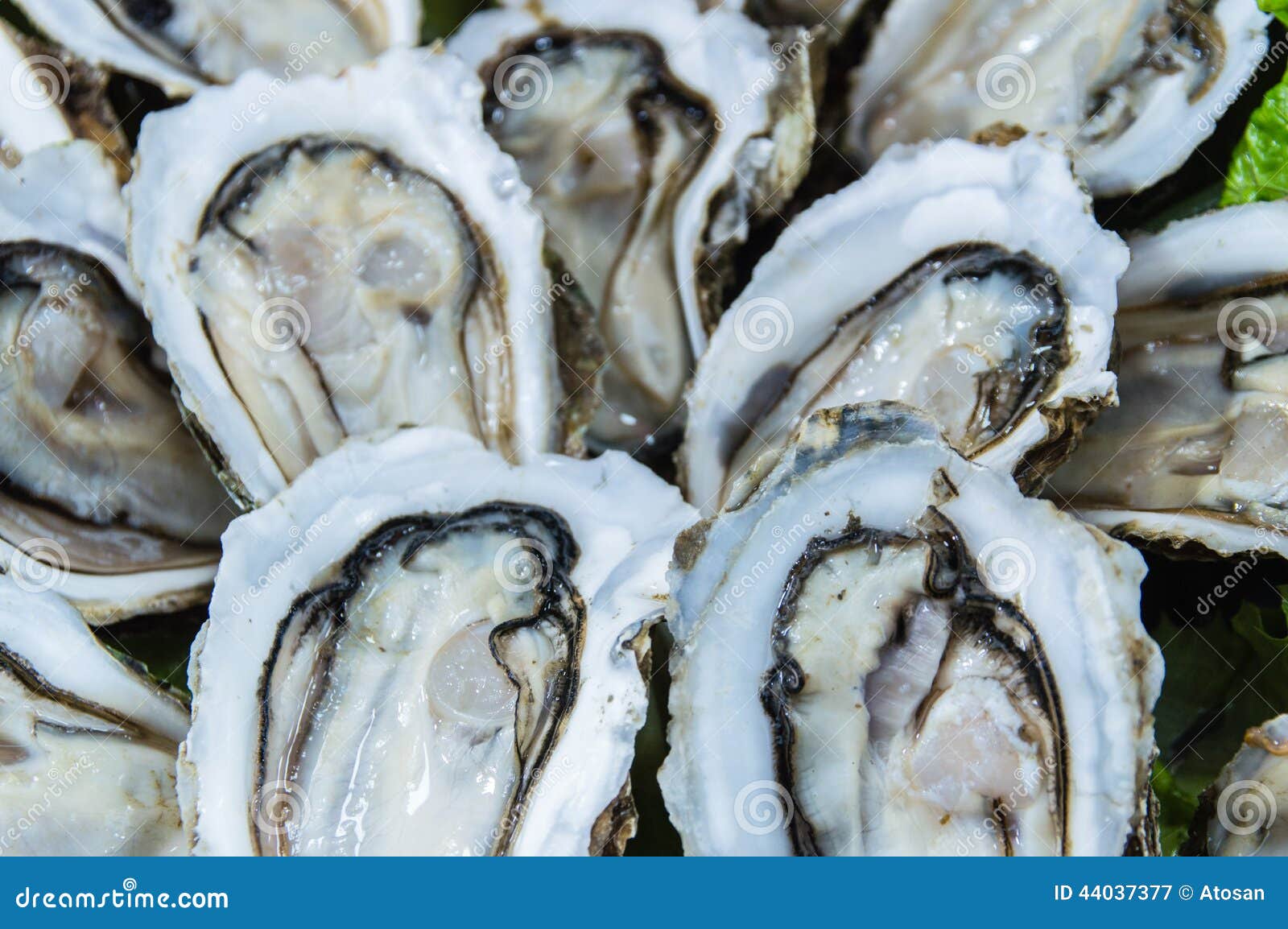 Fundo da ostra imagem de stock. Imagem de animais, marisco - 44037377