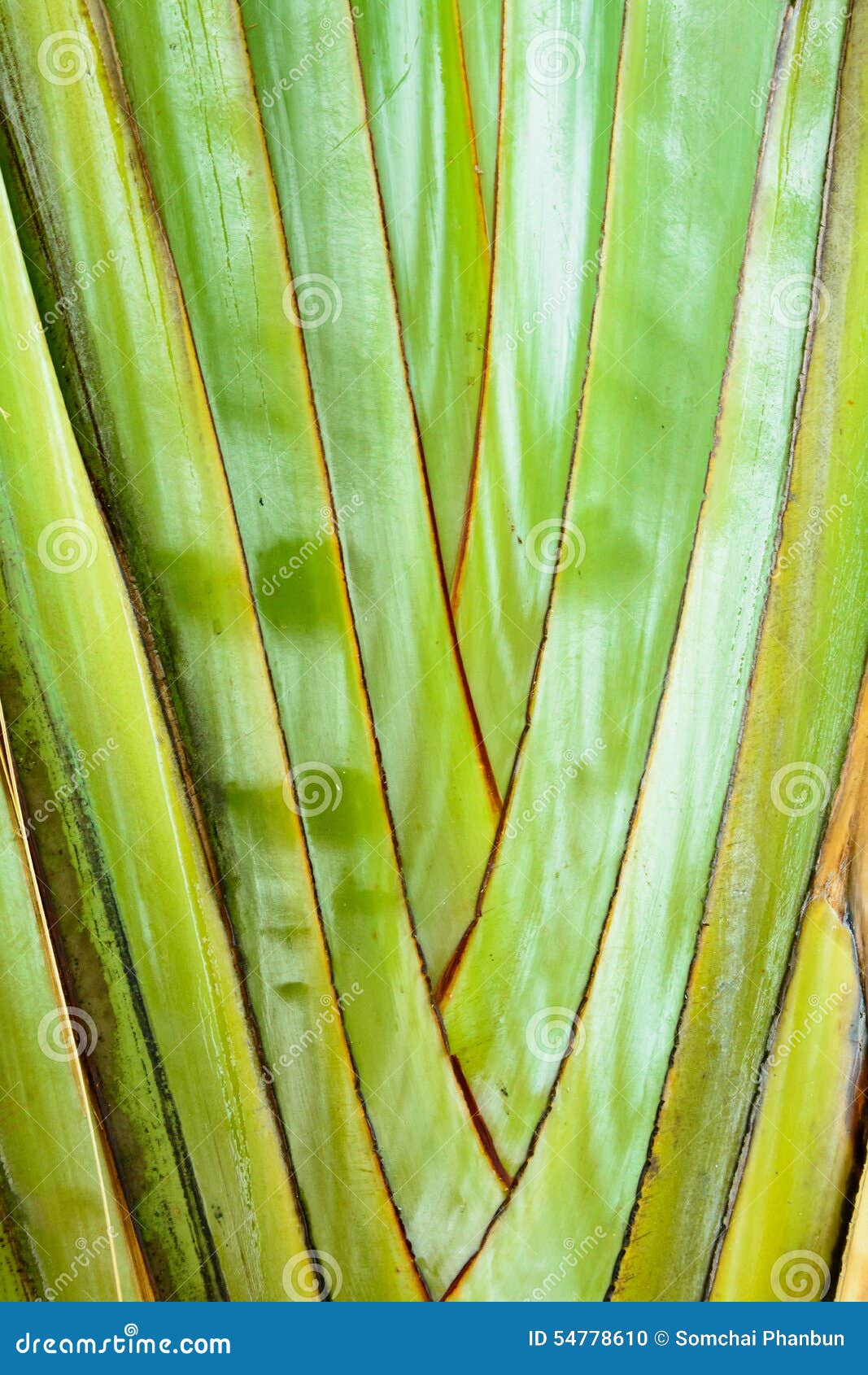 Fundo Da Textura Da Haste Da Folha Foto de Stock - Imagem de detalhe ...