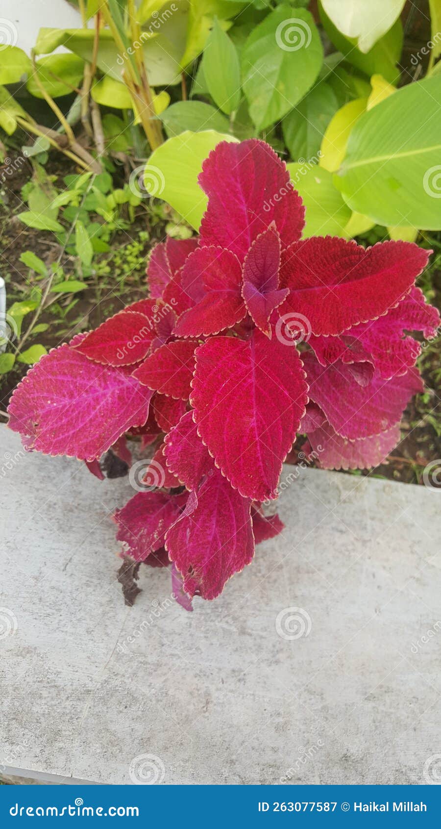 Fundo De Papel De Parede De Folha Rosa Imagem de Stock - Imagem de roxo ...