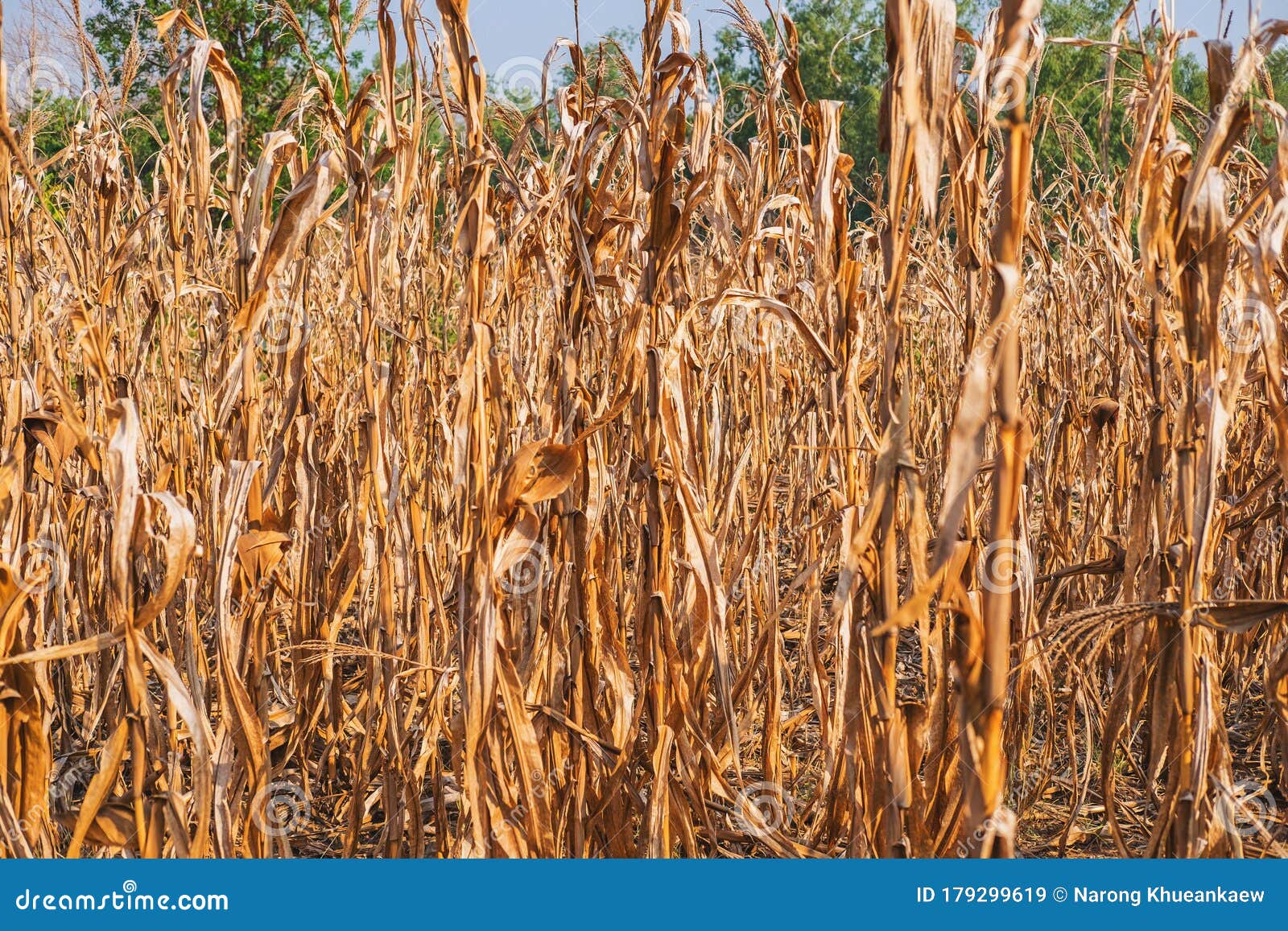 Fundo De Plantas De Milho Seco E Campos Secos De Milho Imagem de Stock ...