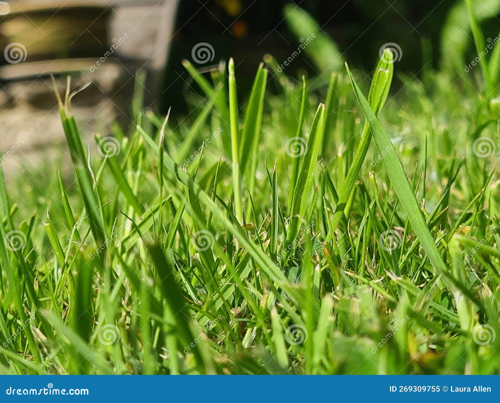 Fundo De Relva Com Nassas Desfocadas Imagem de Stock - Imagem de campo ...