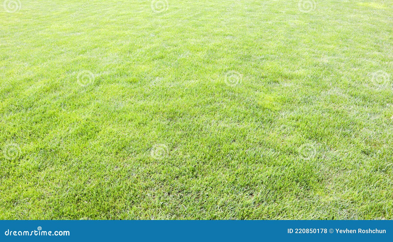 Fundo De Relva No Campo De Golfe. Fundo Verde Do Gramado. Foto de Stock ...
