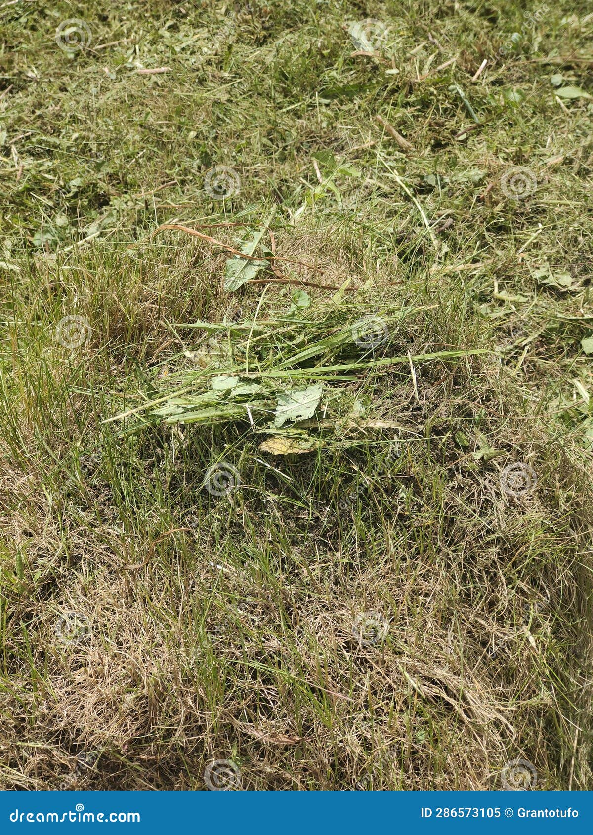 Fundo de relva imagem de stock. Imagem de textura, produto - 286573105