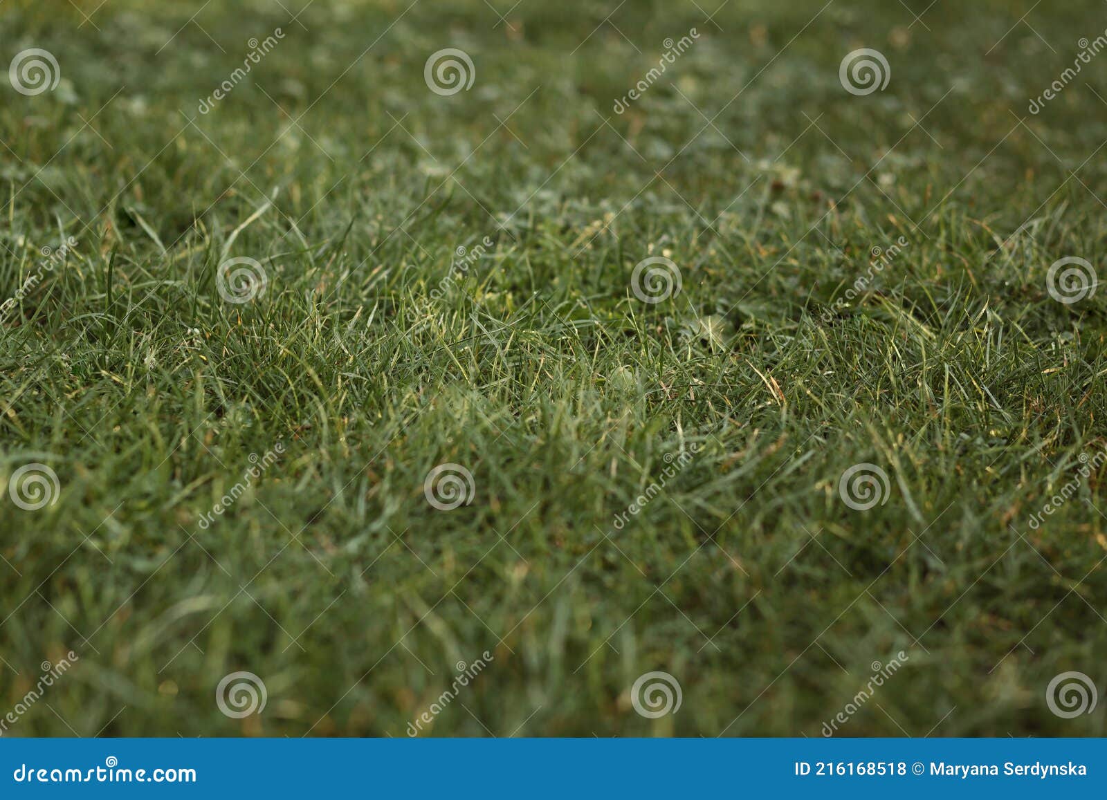 Fundo de relva verde foto de stock. Imagem de turfa - 216168518