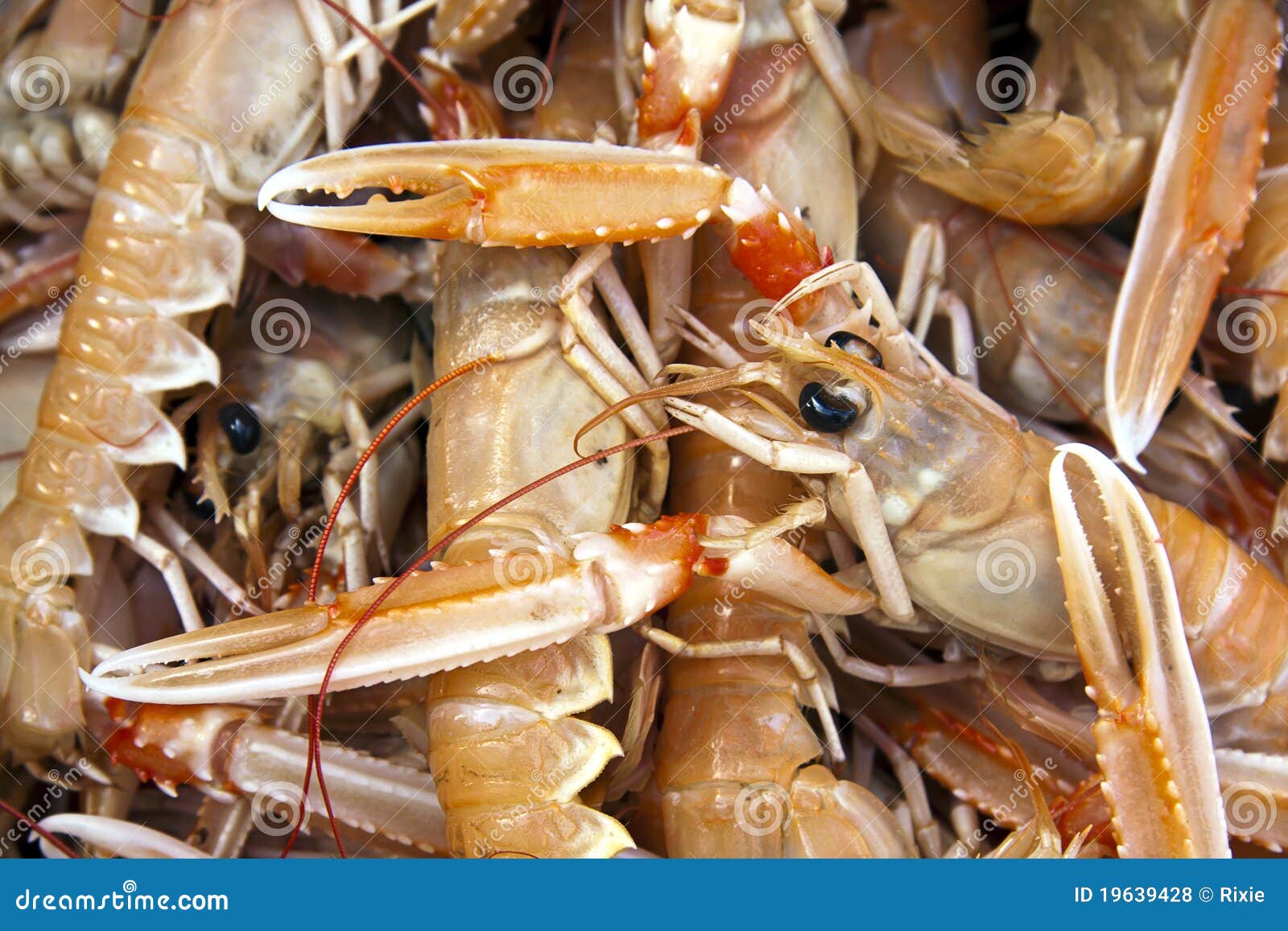 Fundo de Scampi foto de stock. Imagem de delicioso, vida - 19639428