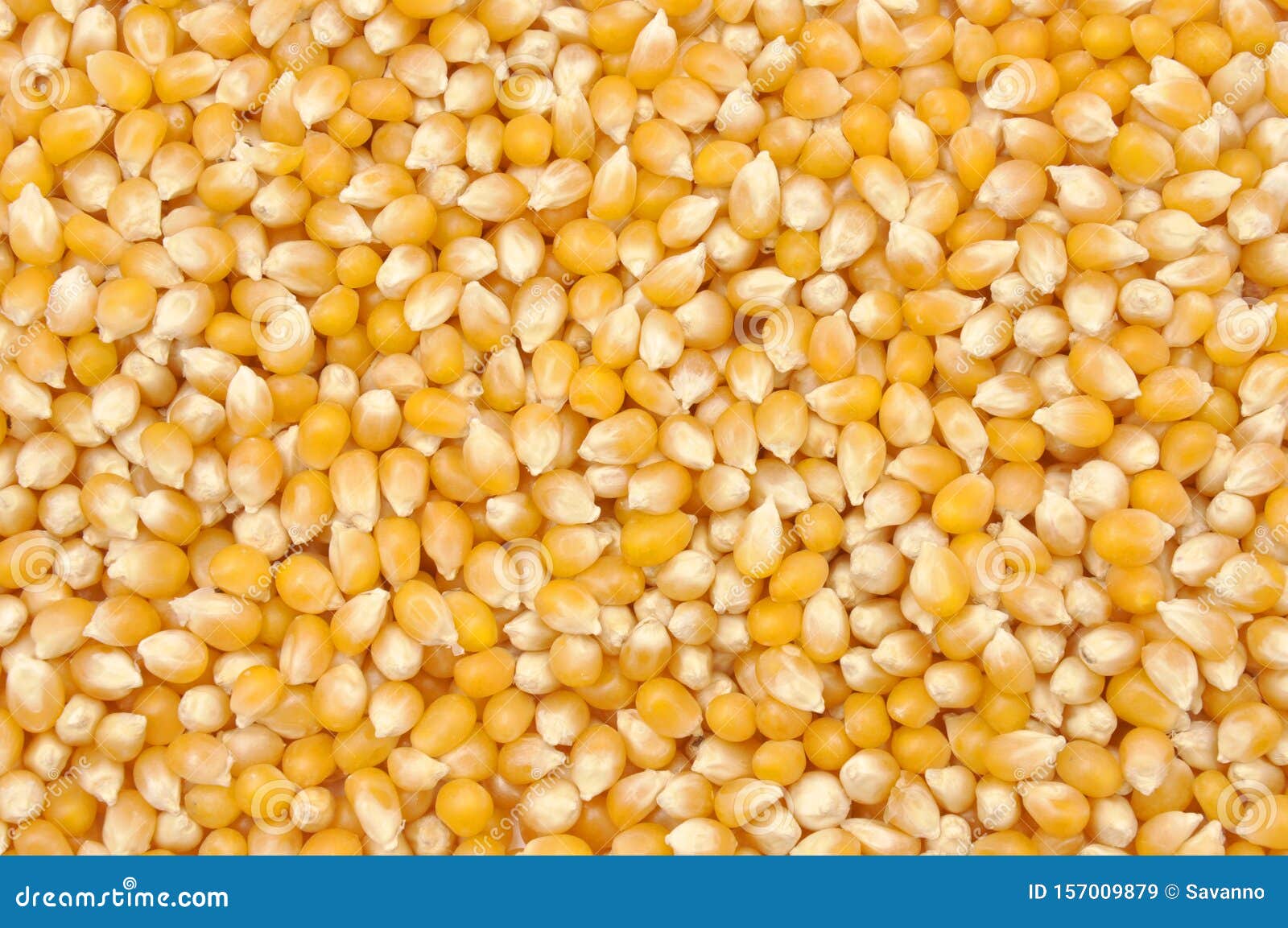 Fundo De Sementes De Milho Raw Mais Imagem de Stock - Imagem de ...