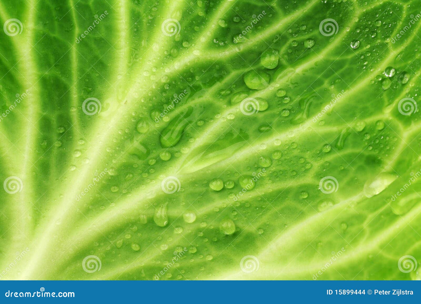 Fundo De Uma Folha Fresca Do Repolho Foto de Stock - Imagem de fundo ...