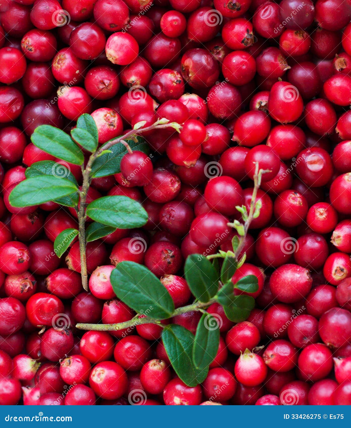 Fundo do arando imagem de stock. Imagem de maduro, fruta - 33426275