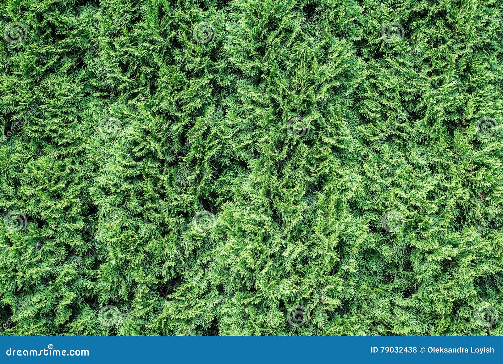 Fundo do cedro branco foto de stock. Imagem de exterior - 79032438