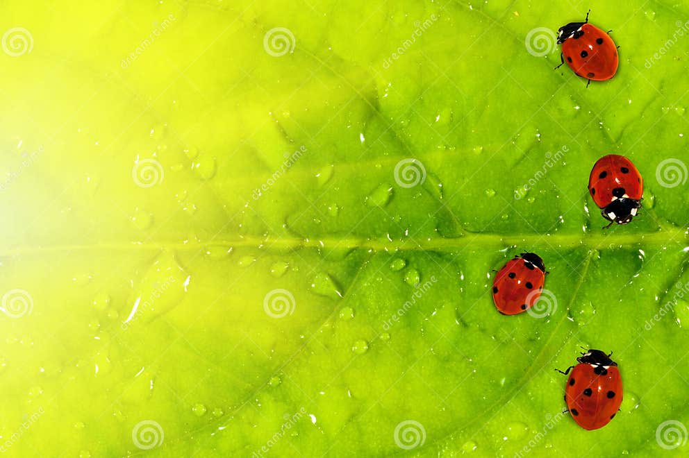 Fundo do Ladybug imagem de stock. Imagem de nave, macro - 19201279