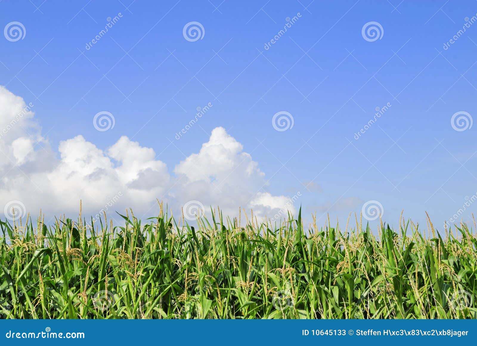 Fundo do milho imagem de stock. Imagem de milho, colheita - 10645133