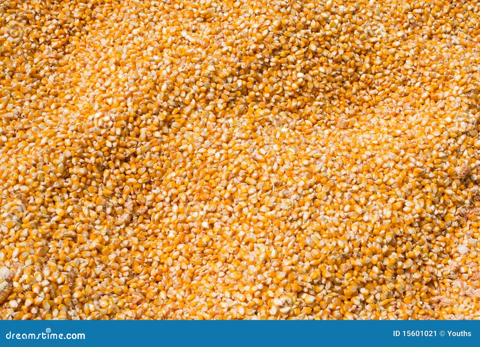 Fundo do milho imagem de stock. Imagem de coma, milho - 15601021