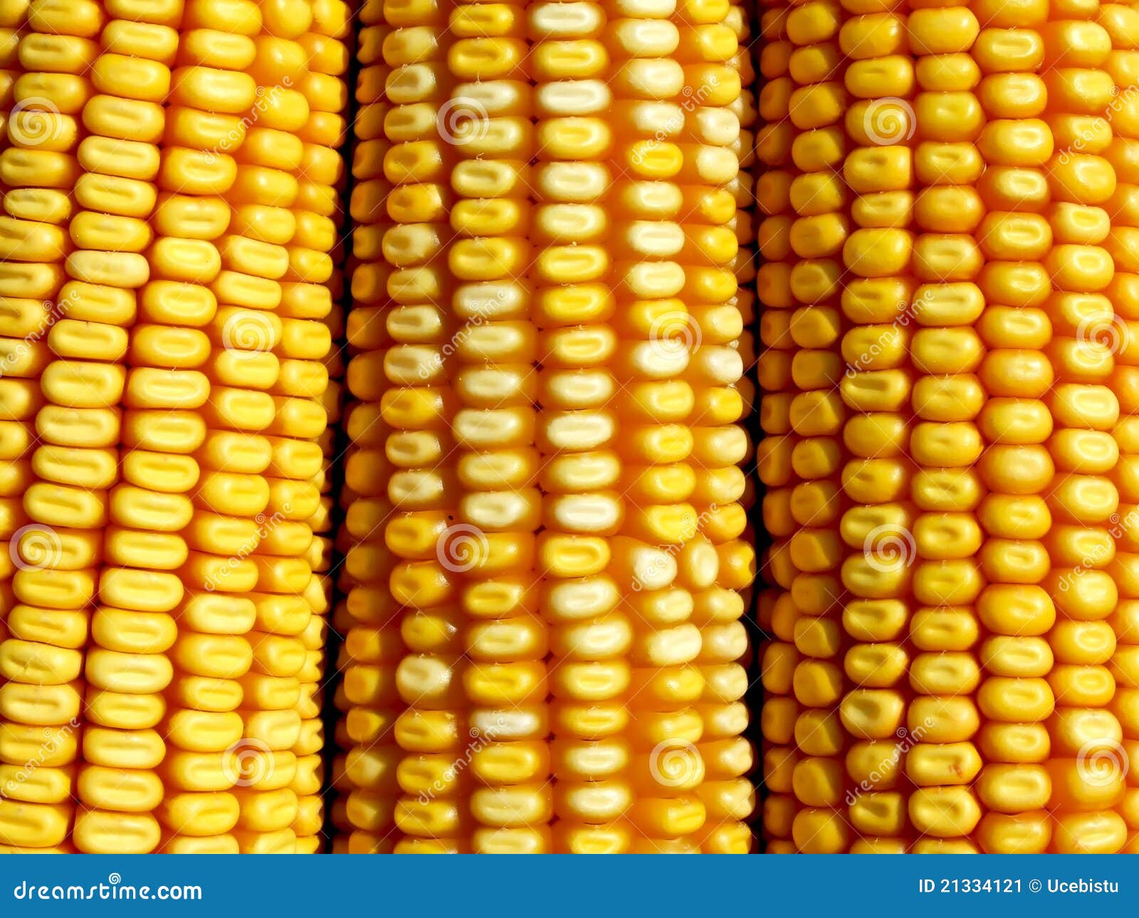 Fundo do milho imagem de stock. Imagem de colheita, planta - 21334121