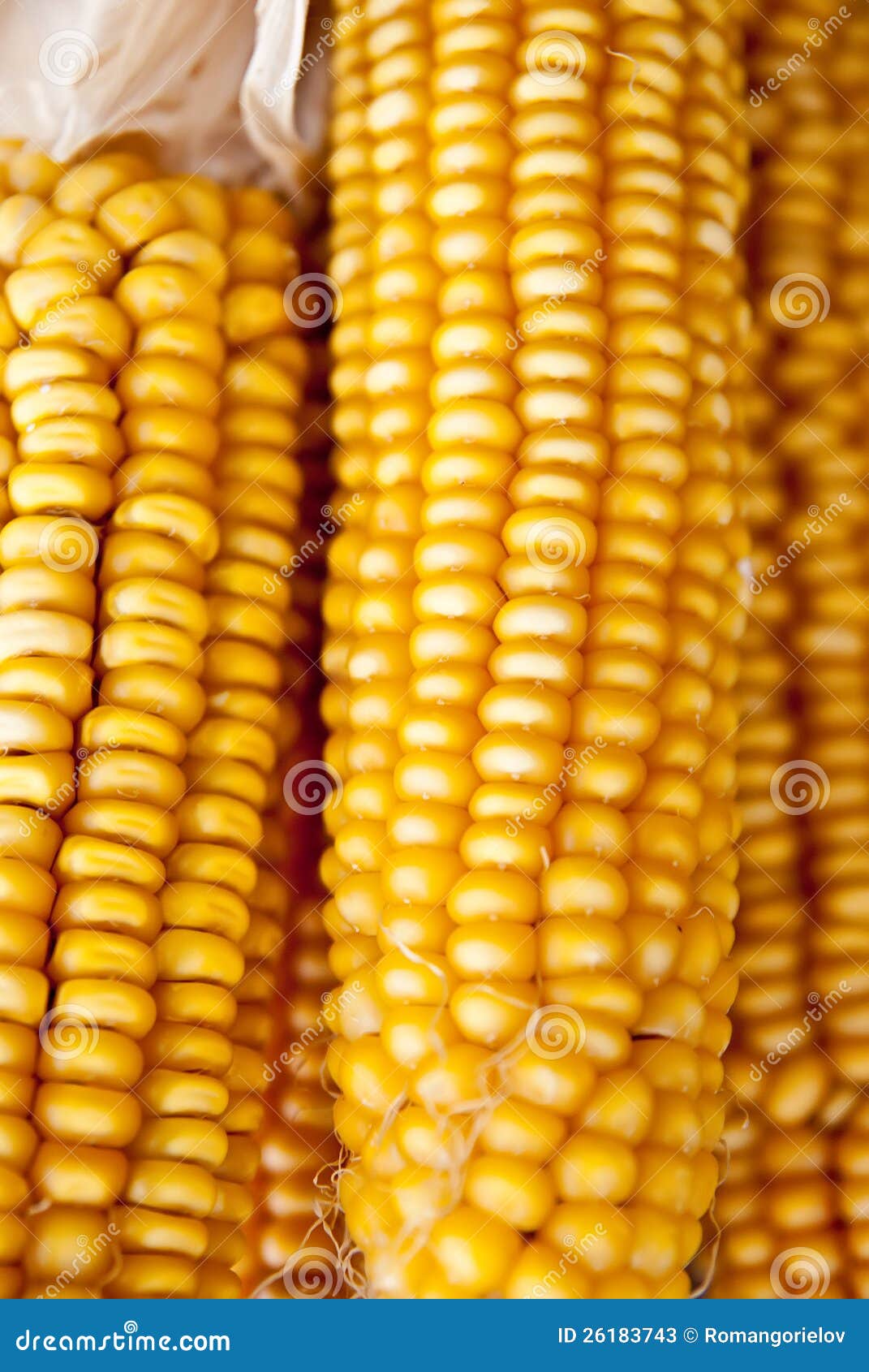 Fundo do milho imagem de stock. Imagem de dourado, agricultura - 26183743