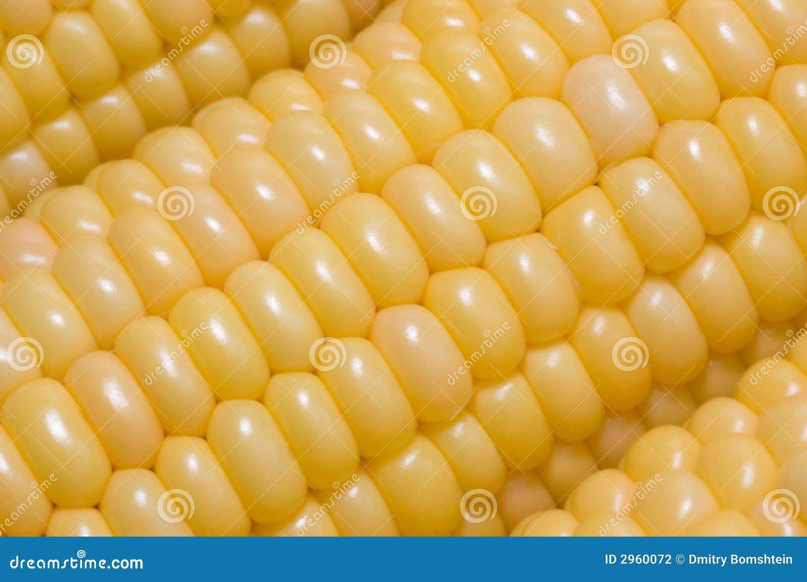 Fundo do milho foto de stock. Imagem de planta, doce, agricultura - 2960072