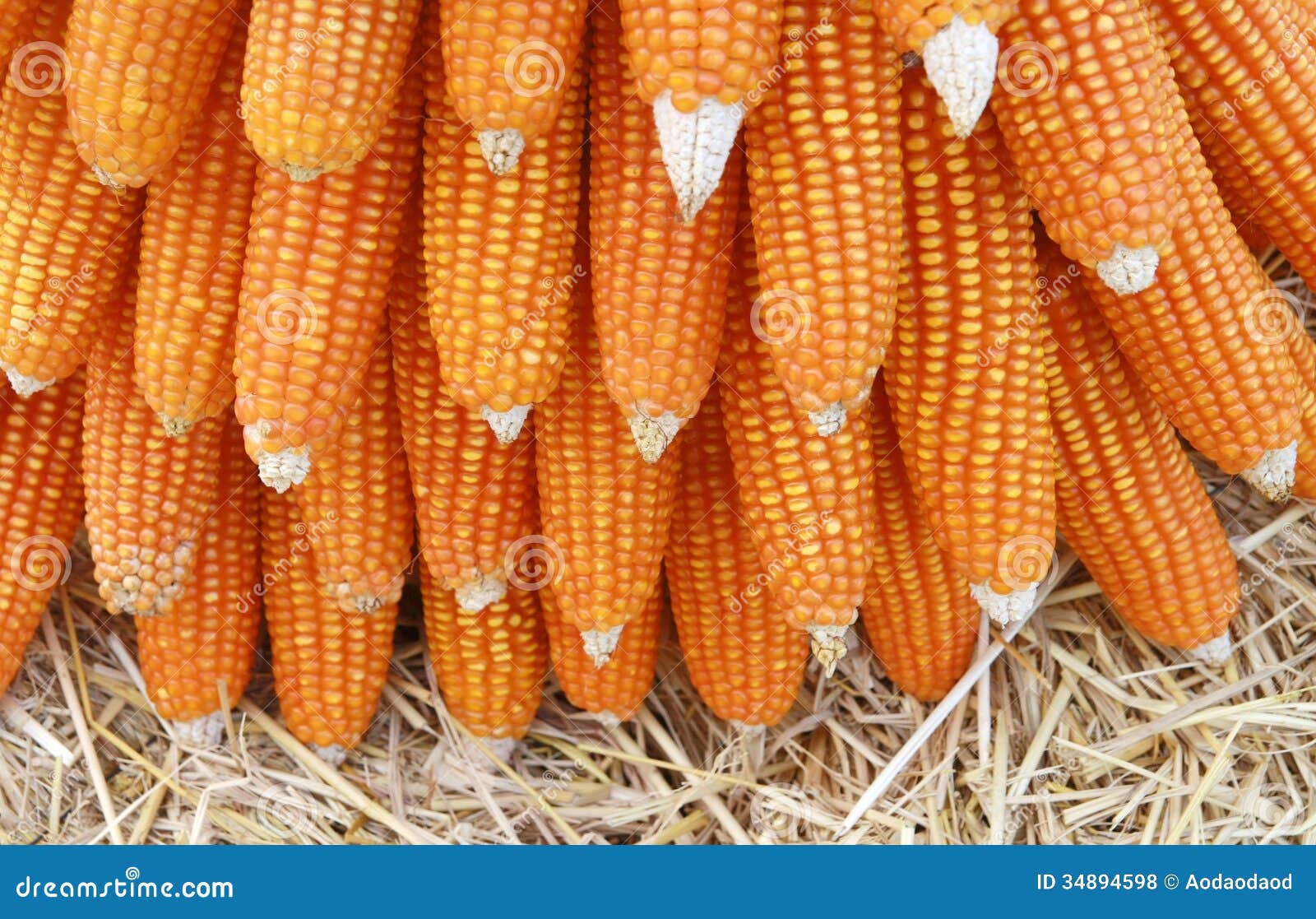 Fundo do milho foto de stock. Imagem de alimento, sweetcorn - 34894598