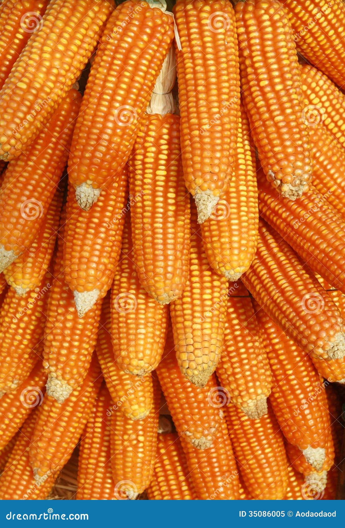 Fundo do milho imagem de stock. Imagem de folha, naughty - 35086005