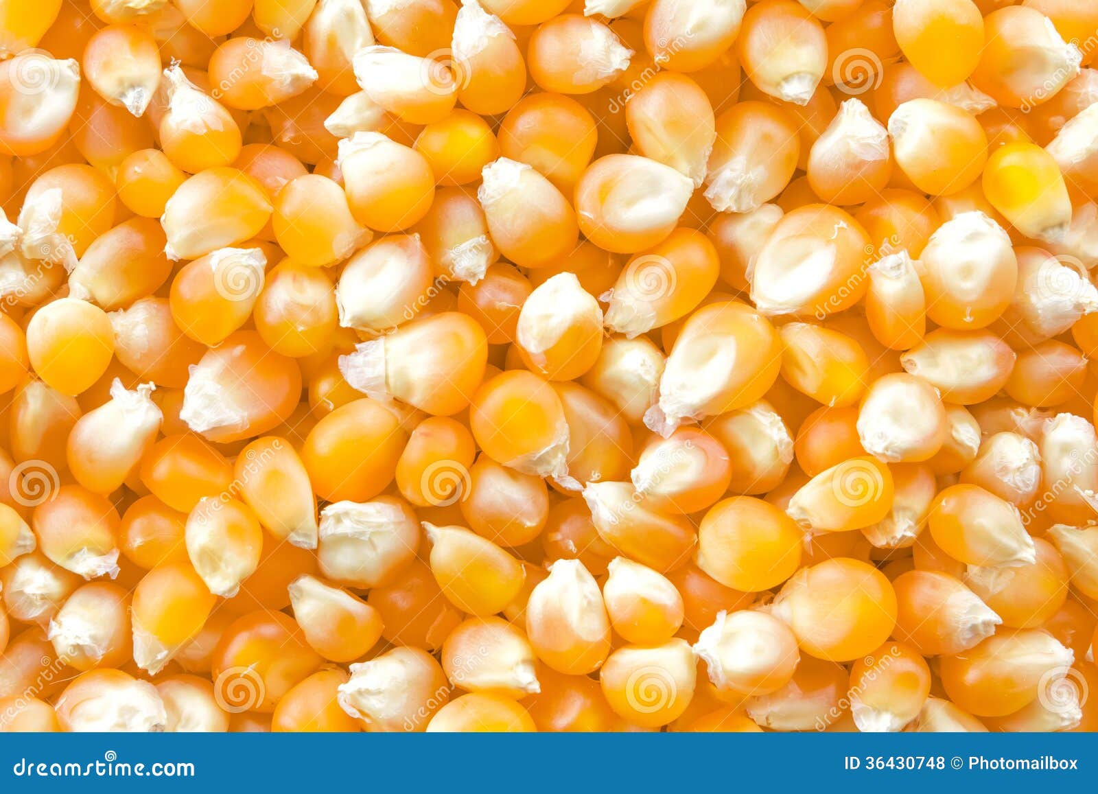 Fundo do milho foto de stock. Imagem de orgânico, agricultura - 36430748