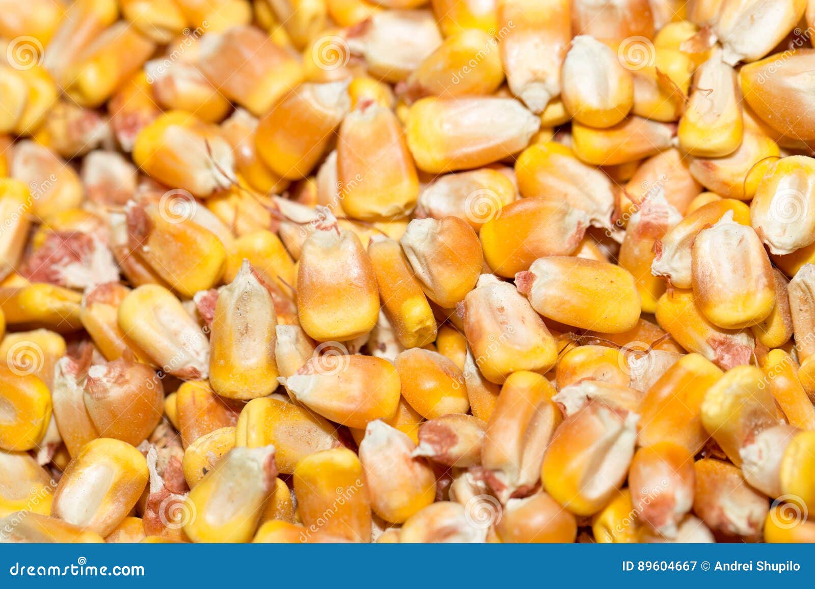 Fundo do milho Macro imagem de stock. Imagem de cereal - 89604667