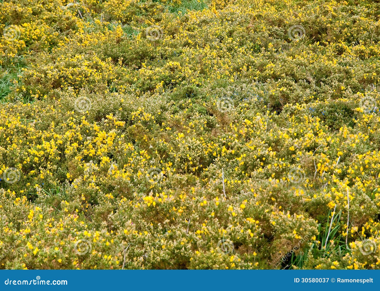 Fundo do tojo imagem de stock. Imagem de florescer, fundo - 30580037