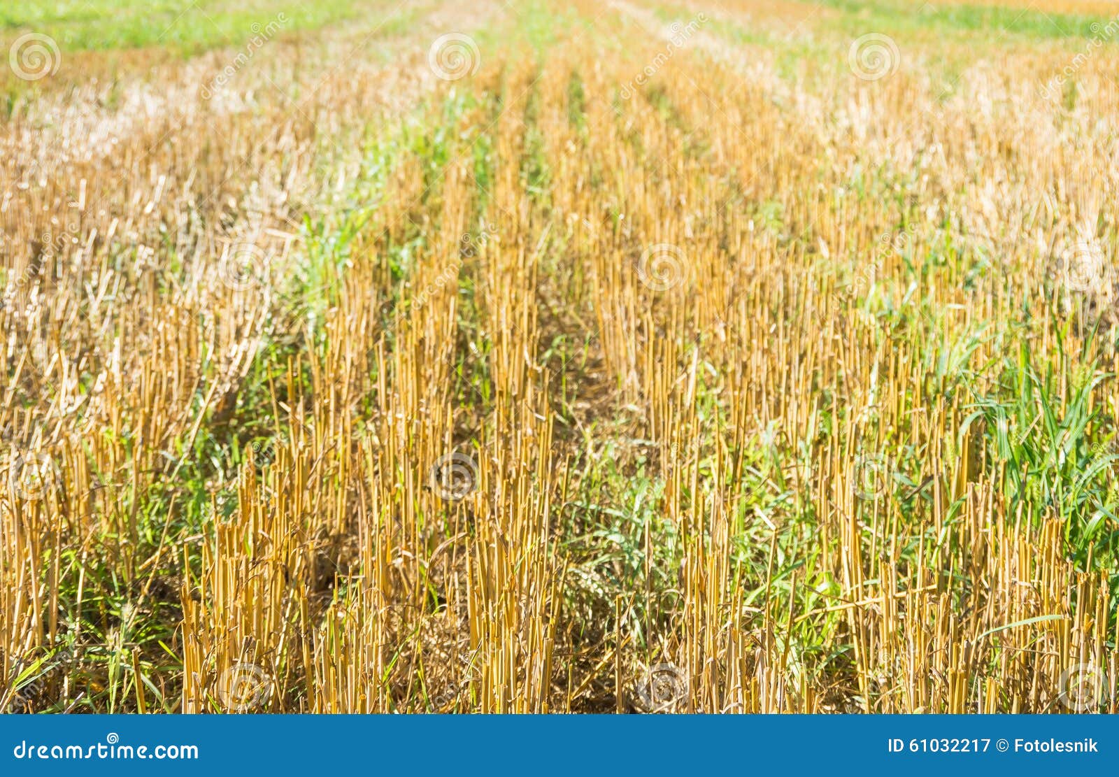 Fundo do trigo do restolho imagem de stock. Imagem de linhas - 61032217