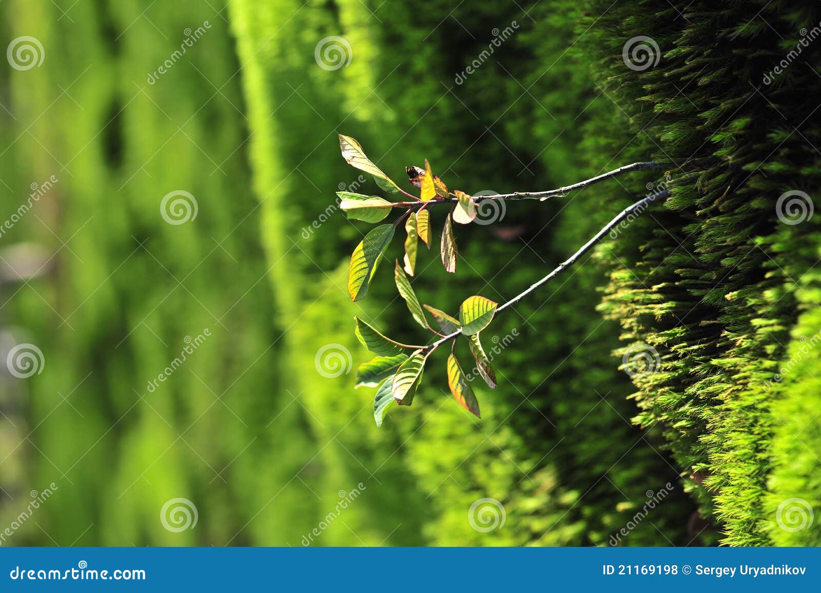 Fundo do verde de musgo foto de stock. Imagem de musgo - 21169198