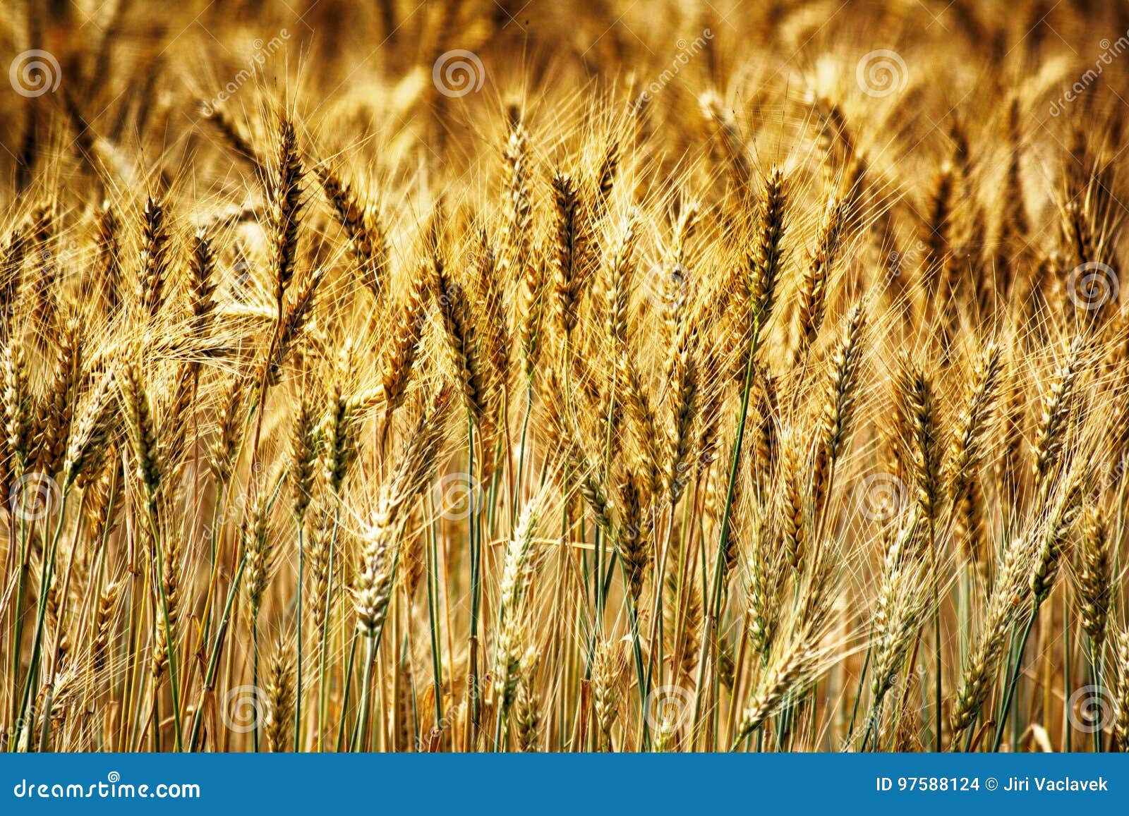 Fundo dourado do milho foto de stock. Imagem de ouro - 97588124