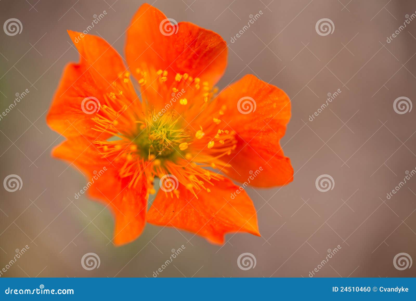 Fundo Earthy Da Flor Alaranjada Do Geum Foto de Stock - Imagem de ...