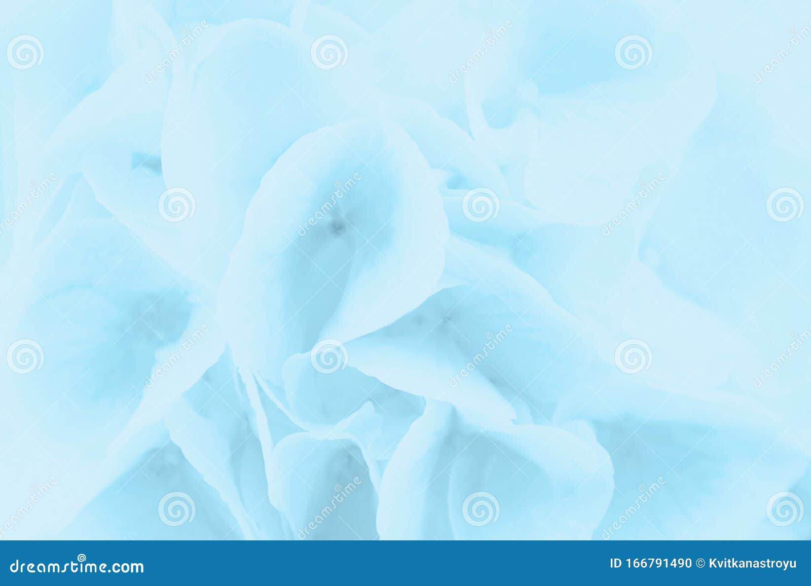 Fundo Floral Azul Claro E Claro Flor De Hortensia Foto de Stock ...