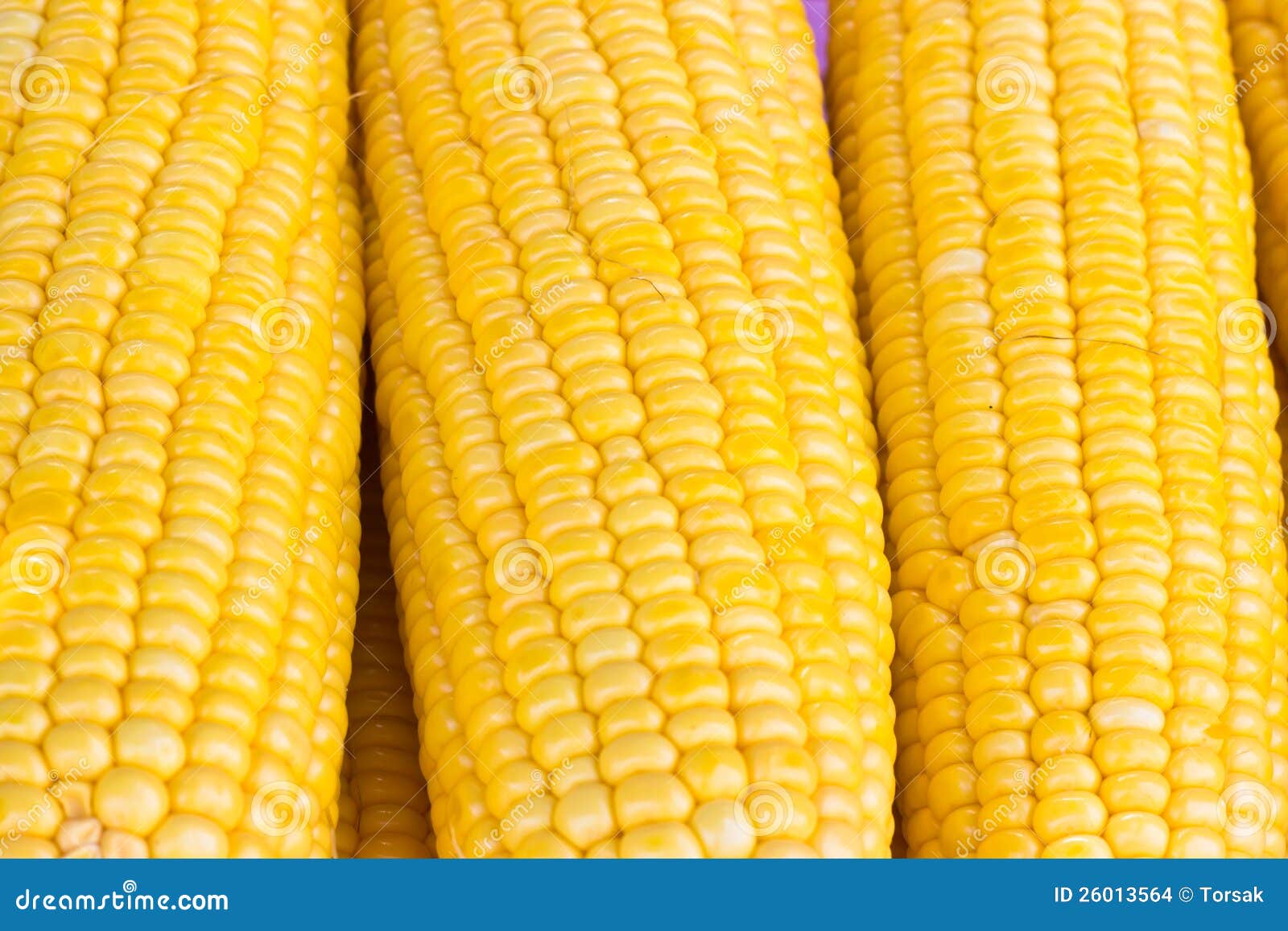 Fundo fresco do milho foto de stock. Imagem de folha - 26013564