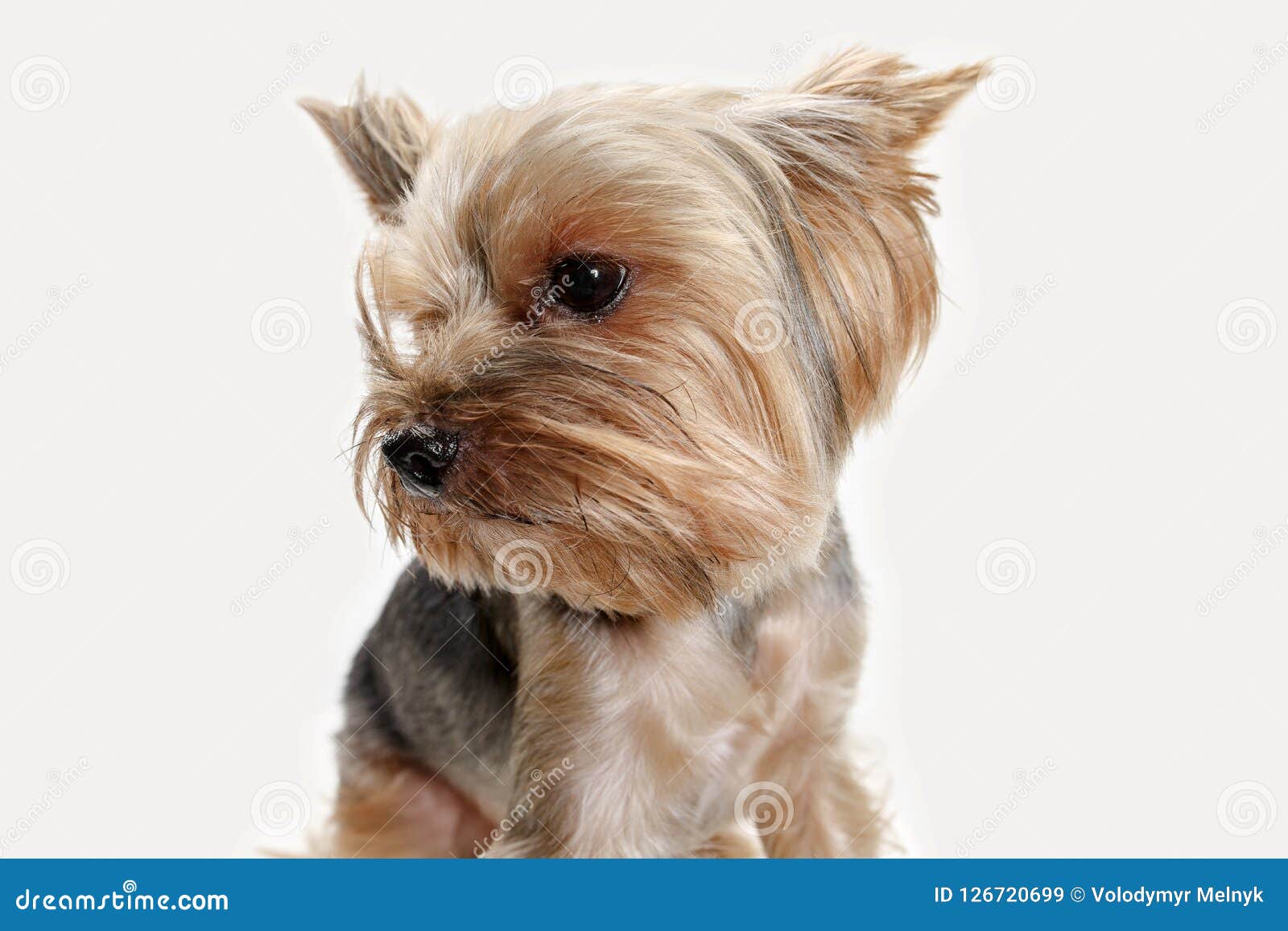 Fundo Isolado Yorkshire Terrier Do Branco Do OM Imagem de Stock ...
