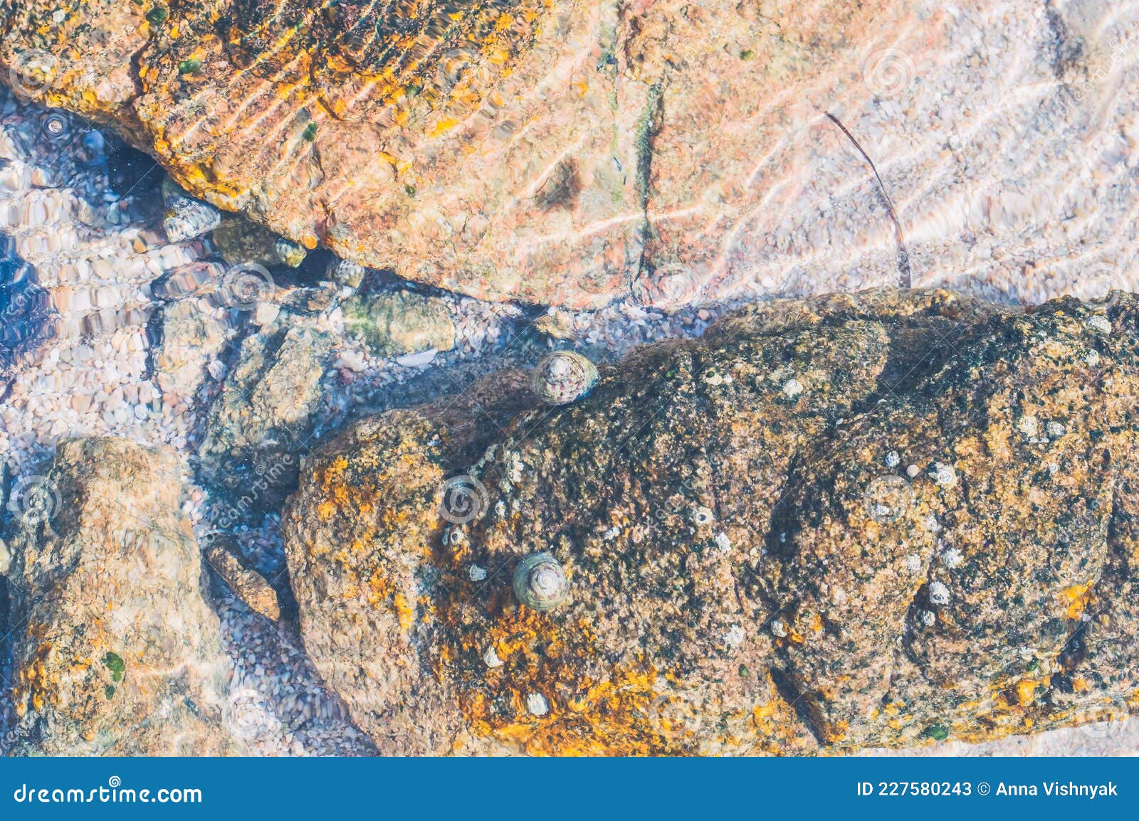 Fundo Marinho Com Pedras, Areia E Conchas Imagem de Stock - Imagem de ...