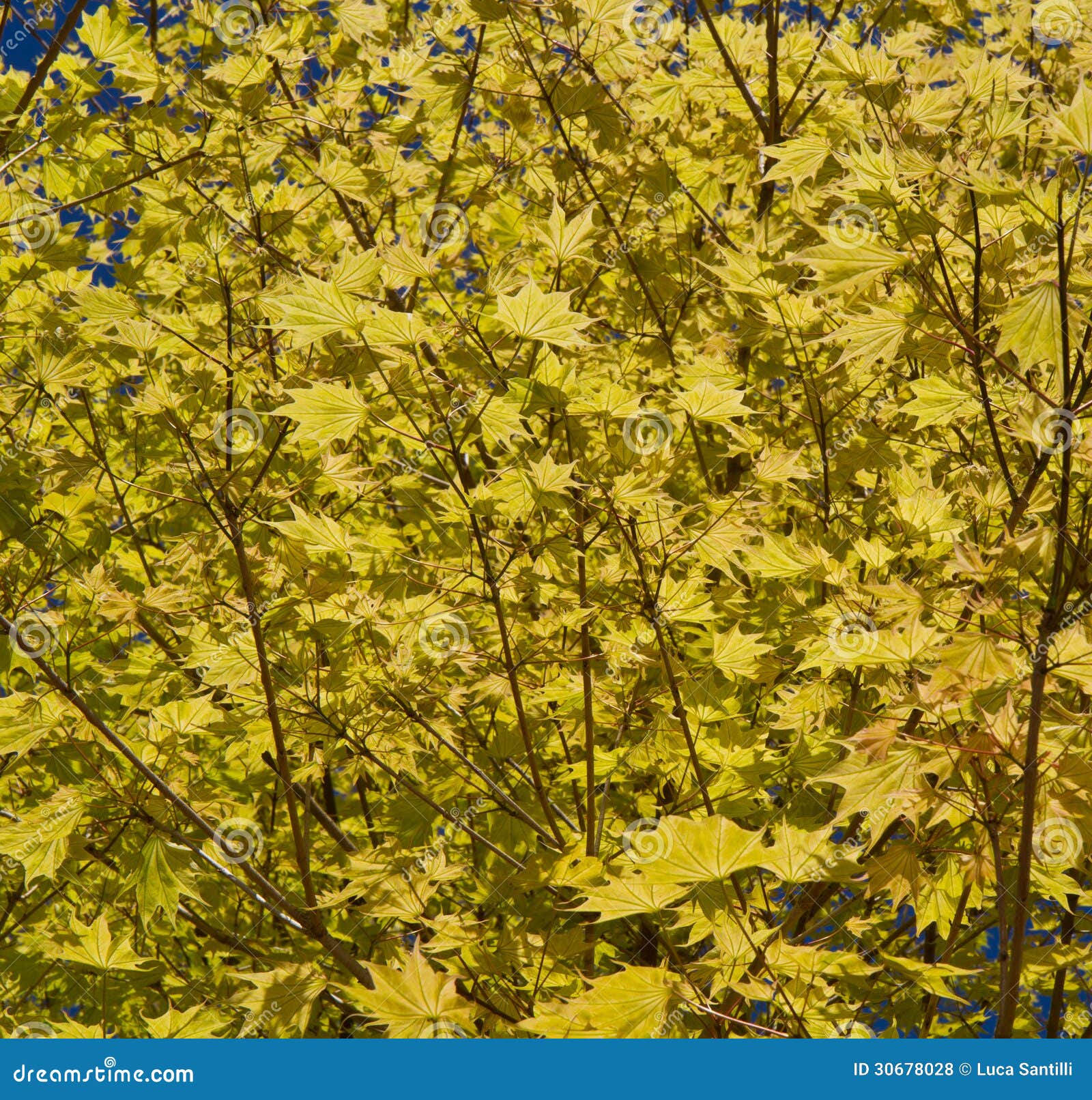 Fundo Natural Com Folha Real Foto de Stock - Imagem de brilhante, macro ...