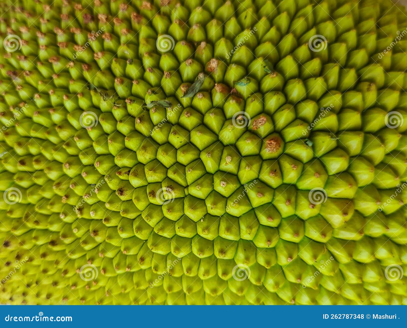 Fundo Natural. Pele De Fruto De Casca Rija Foto de Stock - Imagem de ...