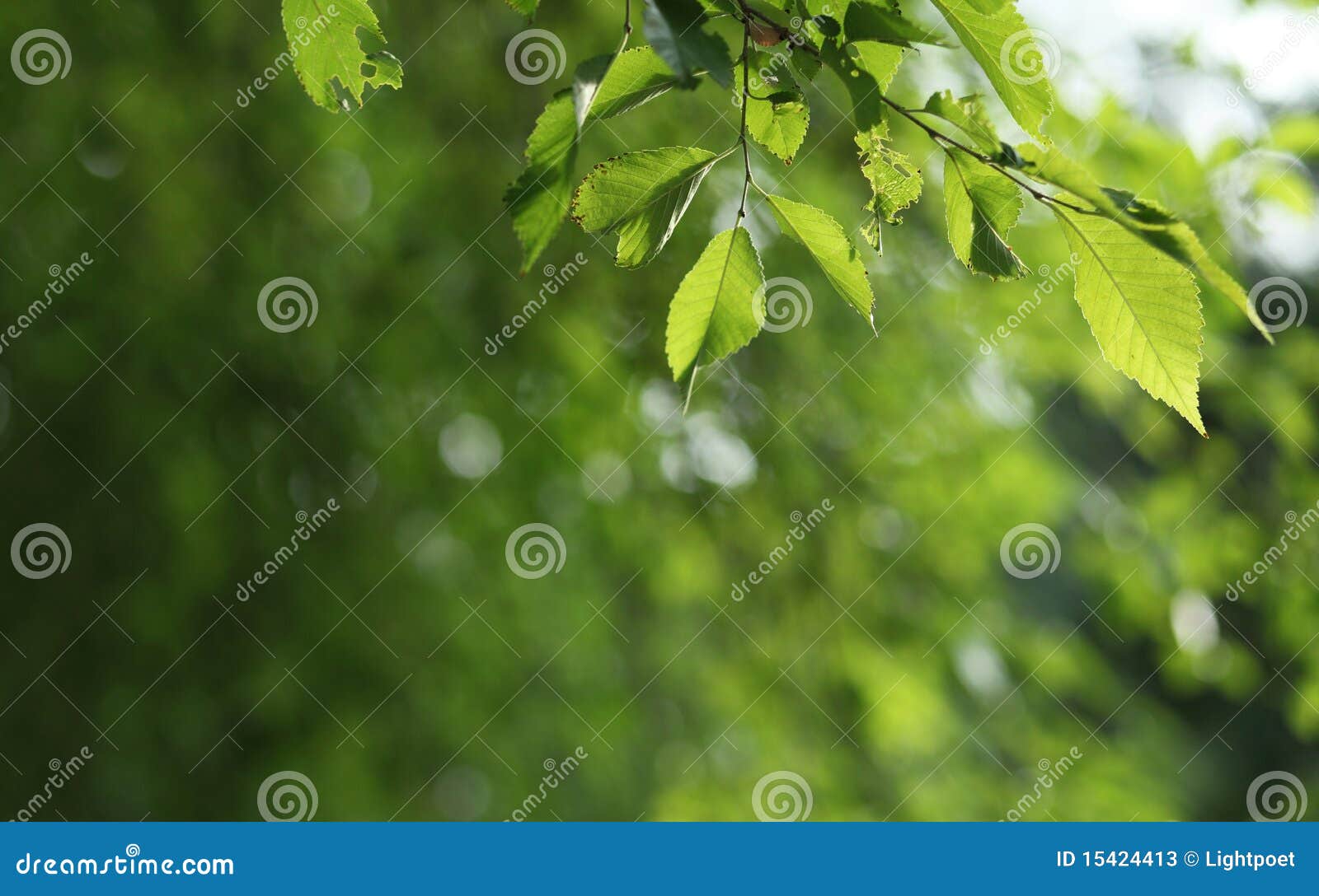 Fundo natural verde bonito imagem de stock. Imagem de jardim - 15424413