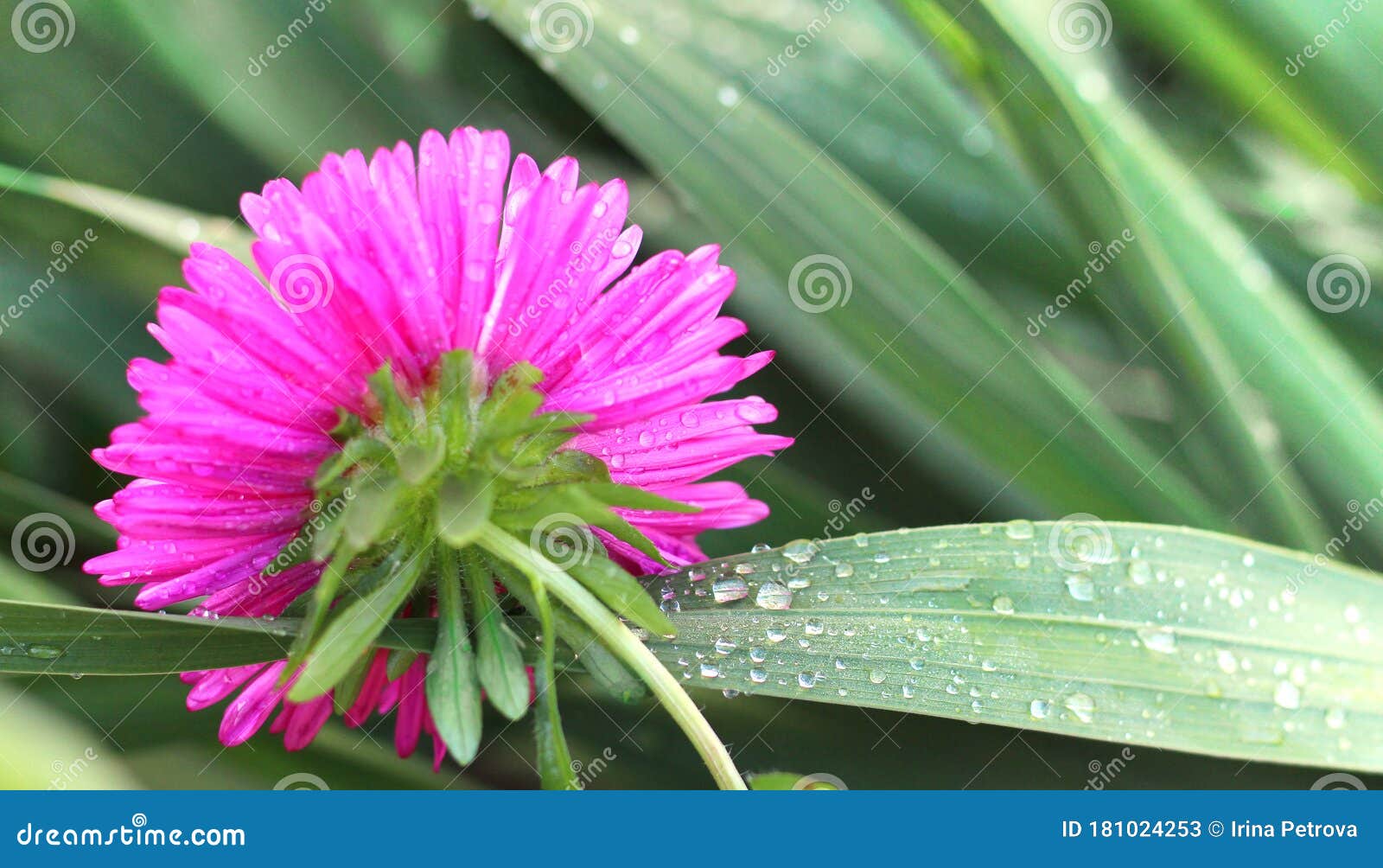 Fundo Natural Verde De Erva Verde Com Orvalho E Flor Viva Na Erva ...