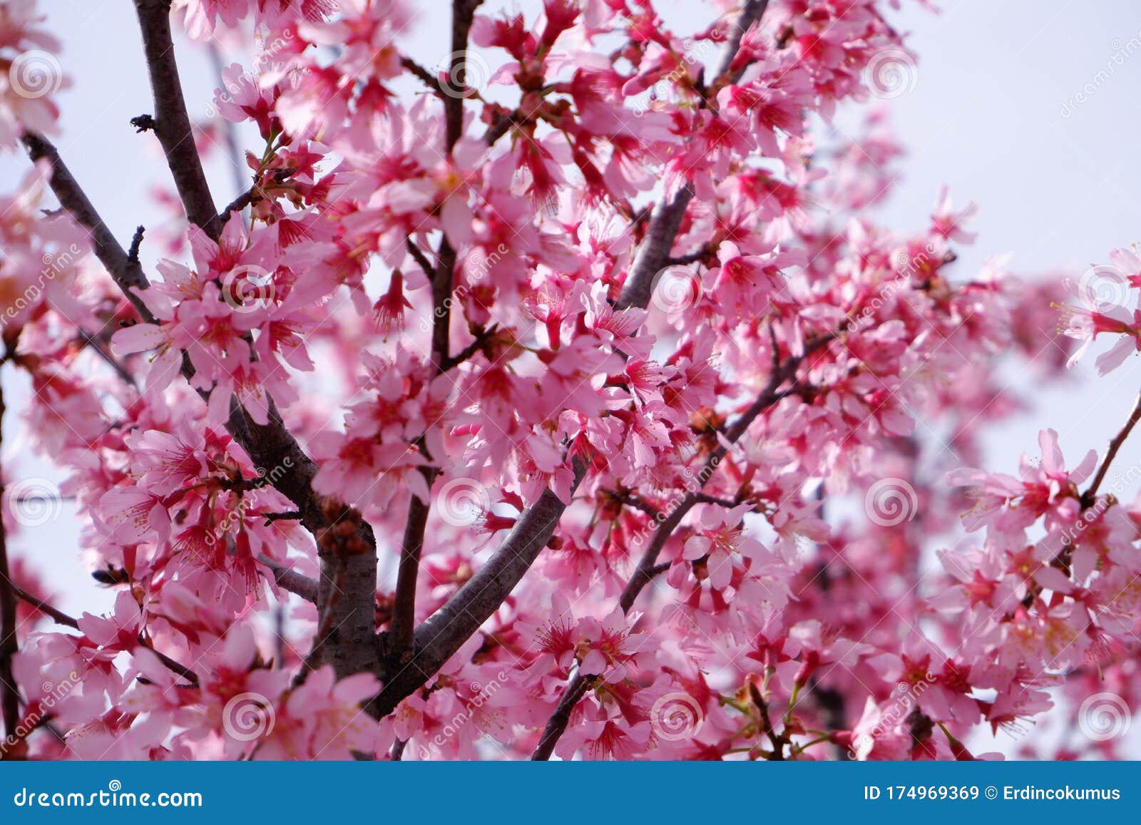 Fundo rosa de primavera imagem de stock. Imagem de delicado - 174969369