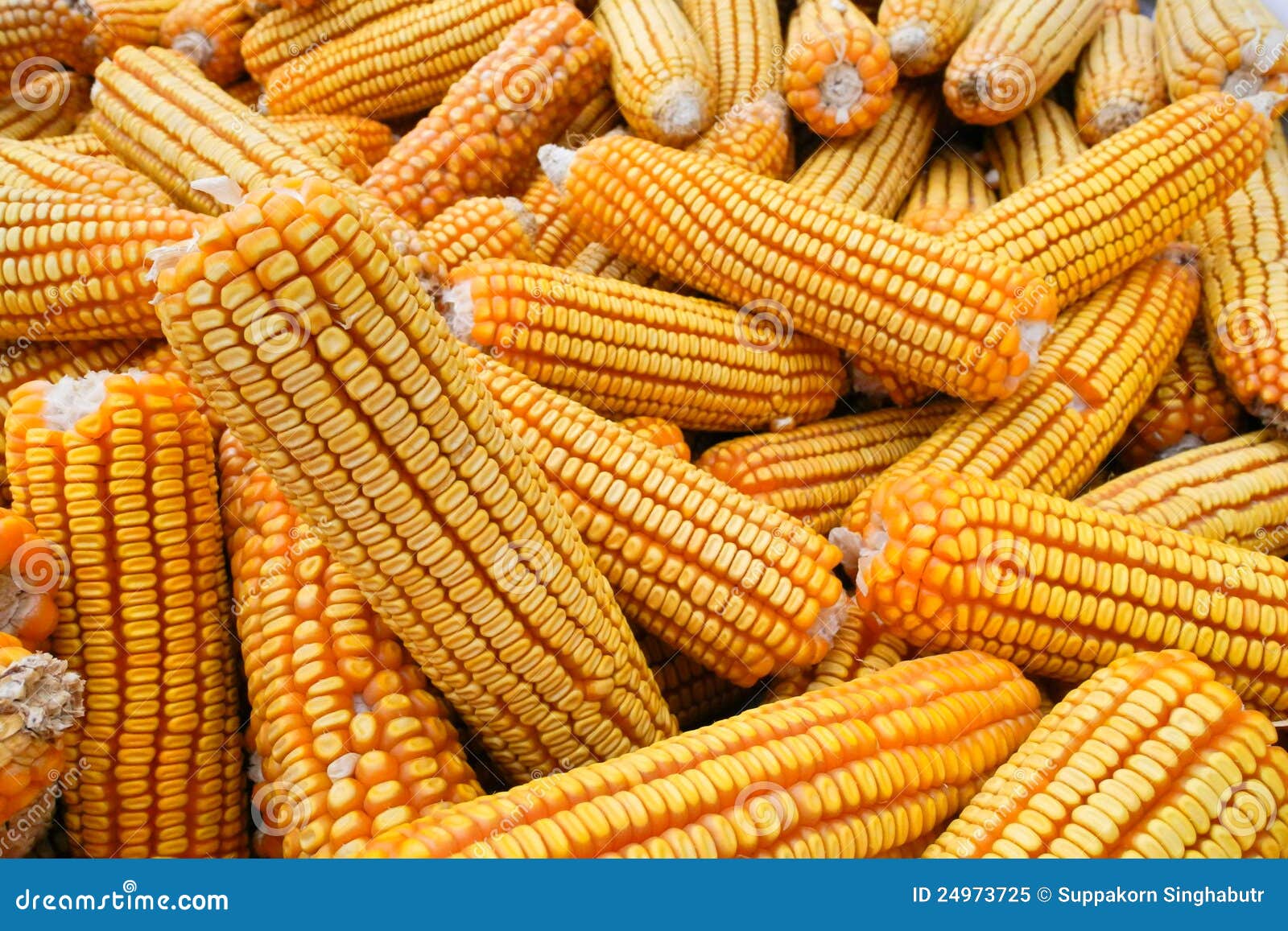 Fundo secado do milho imagem de stock. Imagem de pilha - 24973725