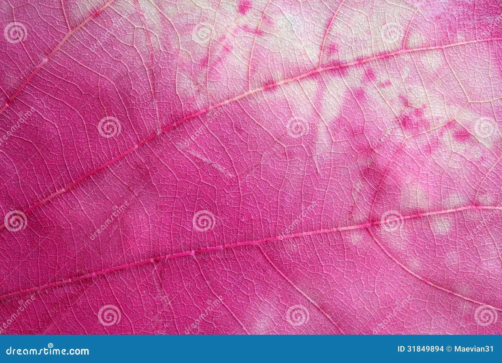 Fundo Seco Cor-de-rosa Da Folha Foto de Stock - Imagem de seco, secado ...