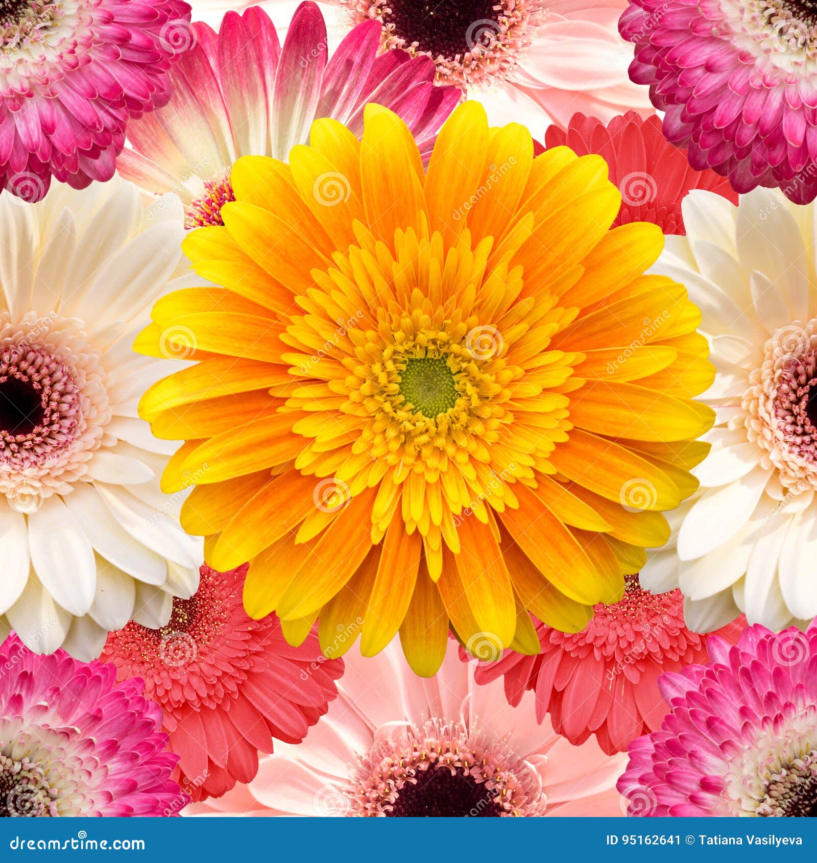 Fundo Sem Emenda Com Flores Do Gerbera Imagem de Stock - Imagem de ...