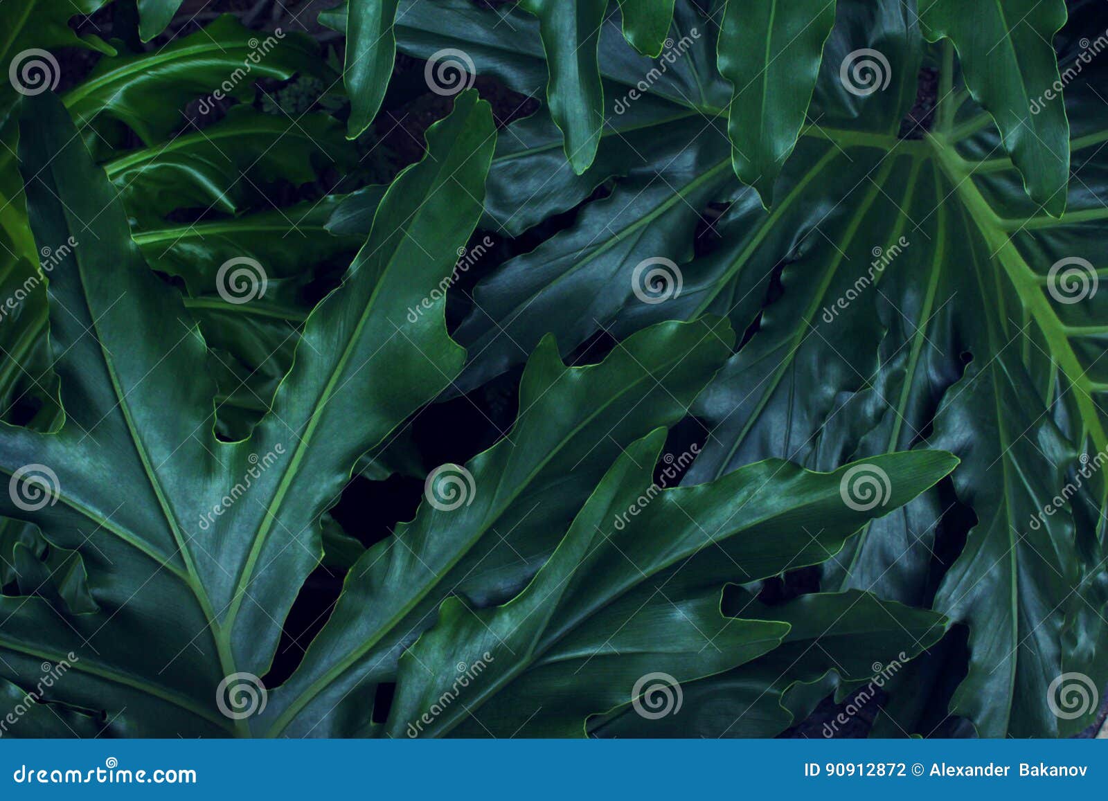 Fundo Tropical Real Das Folhas, Folha Da Selva Foto de Stock - Imagem ...