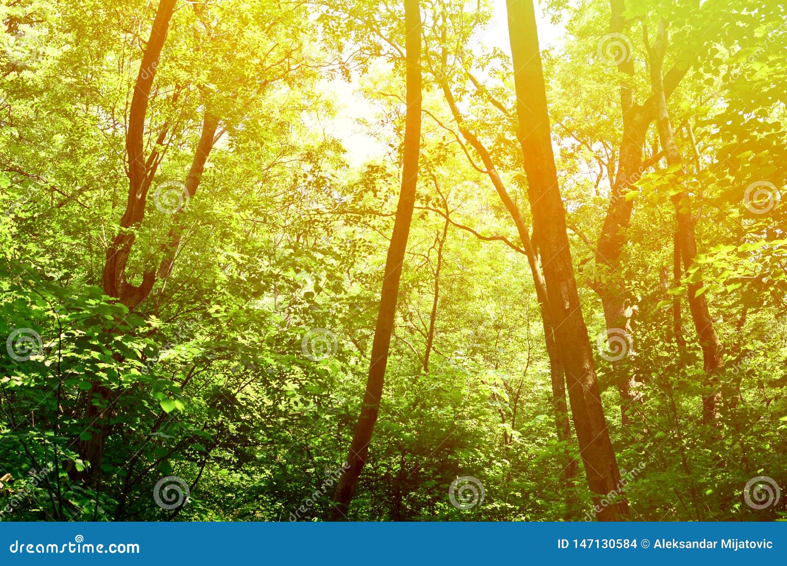 Fundo Verde Bonito Da Floresta Foto de Stock - Imagem de paisagem ...