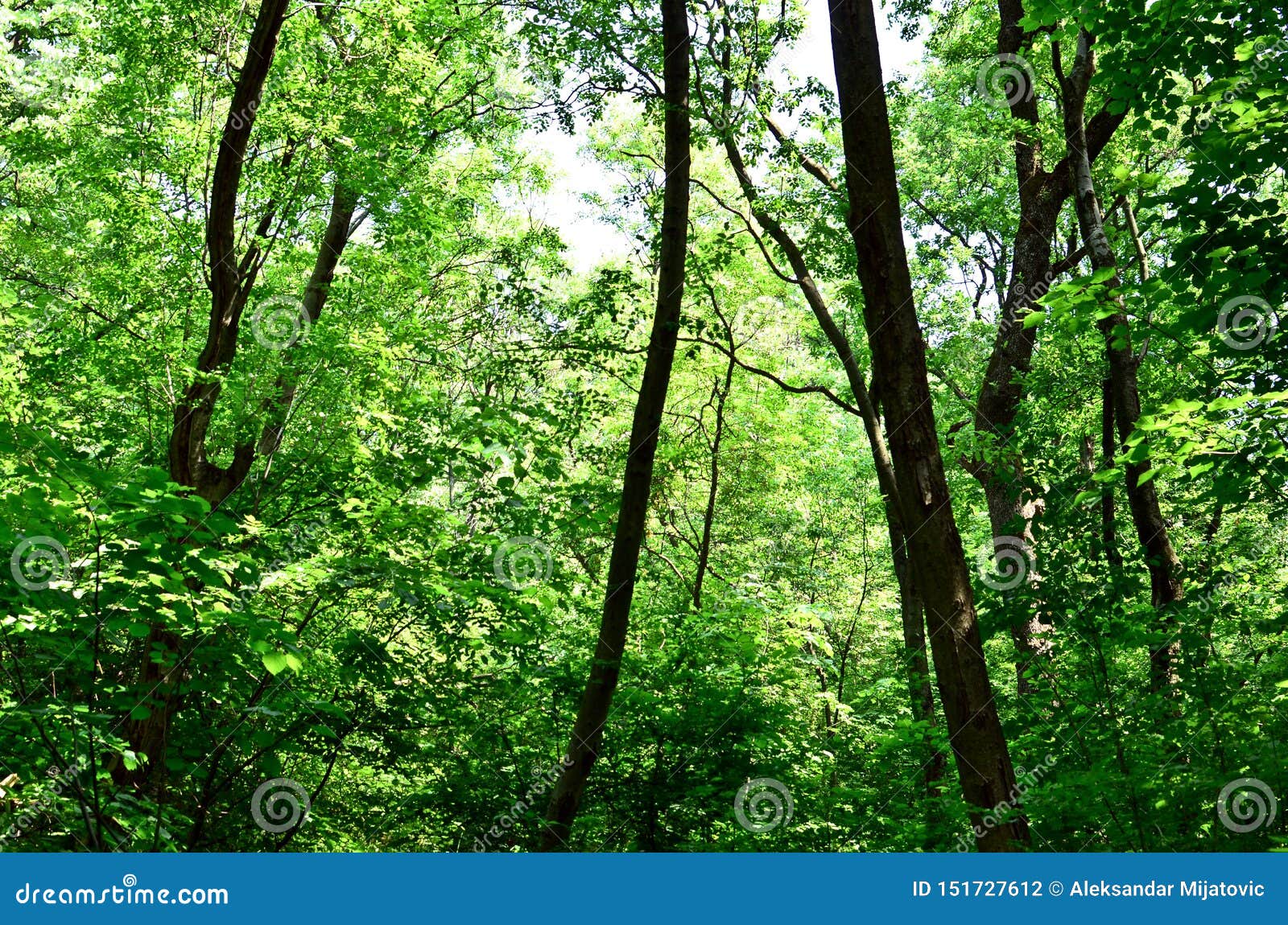 Fundo Verde Bonito Da Floresta Foto de Stock - Imagem de cores, rural ...