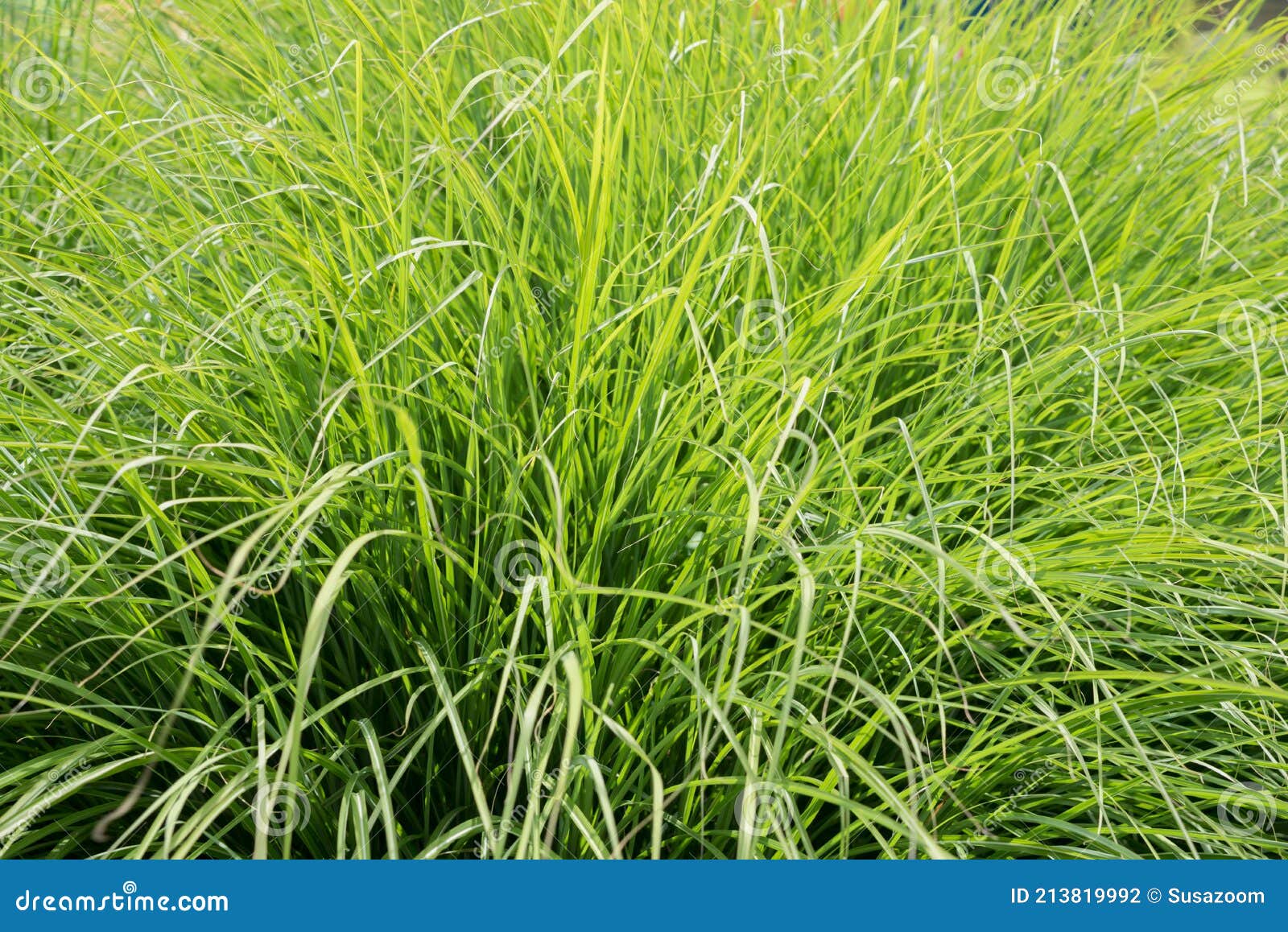 Fundo verde de erva foto de stock. Imagem de delicado - 213819992