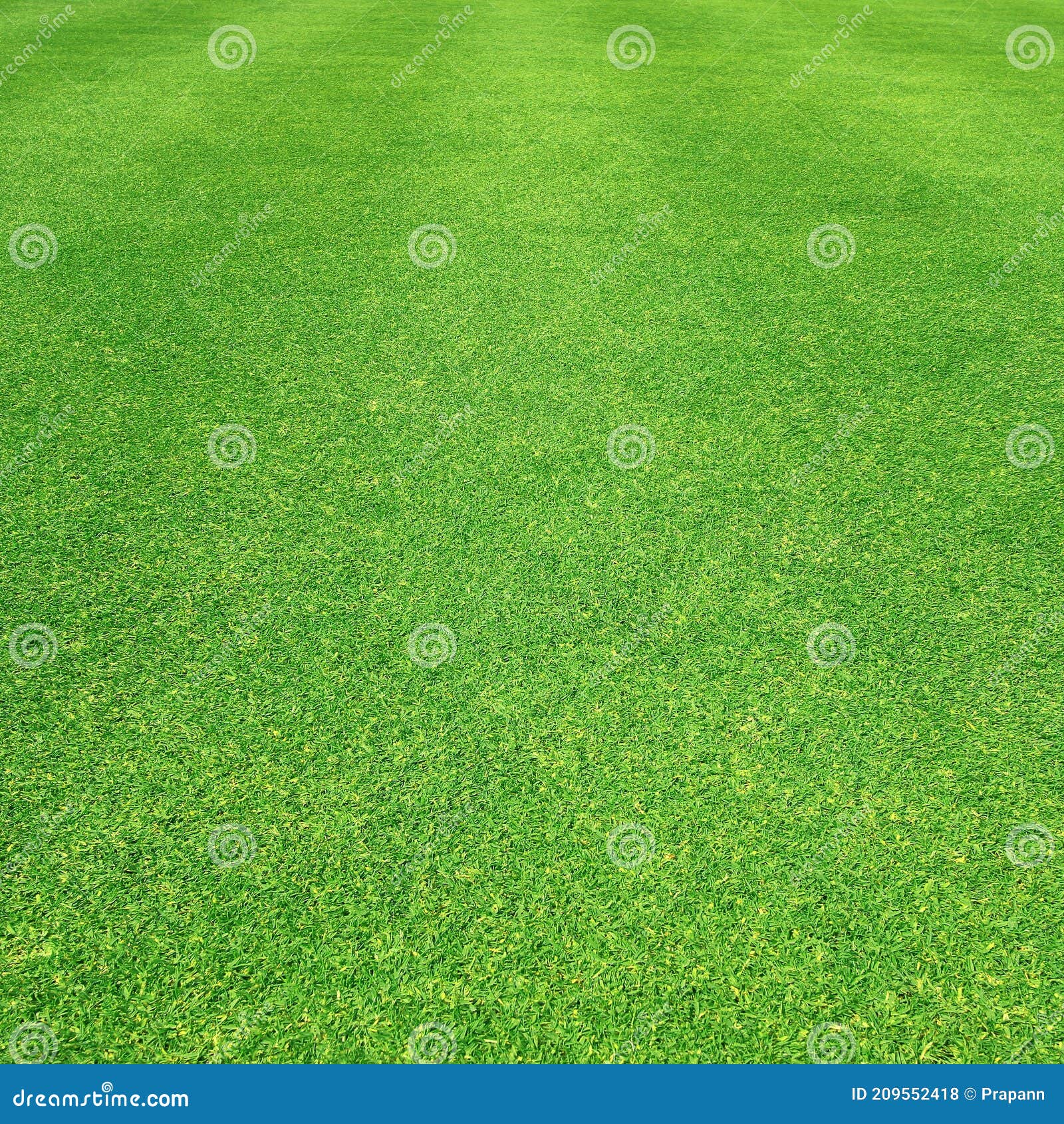 Fundo verde de relva foto de stock. Imagem de prado - 209552418