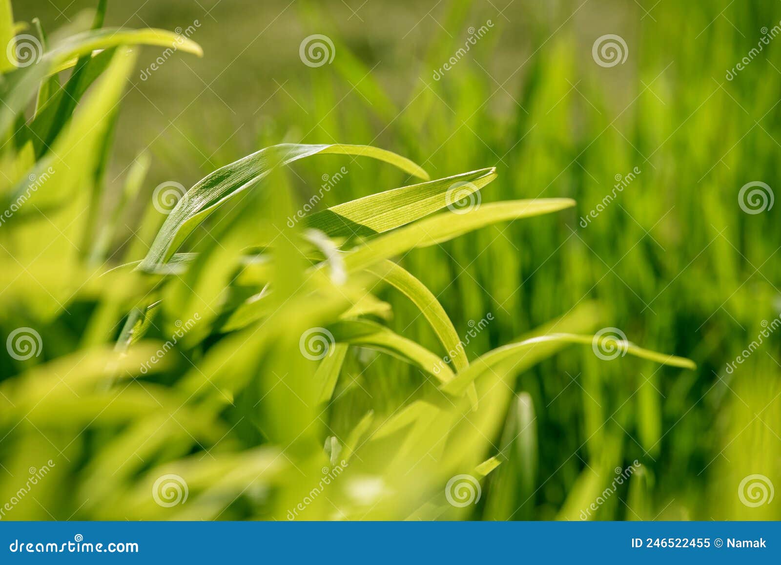 Fundo Verde Desfocado De Relva De Relva Iluminada Pelo Ambiente Solar ...