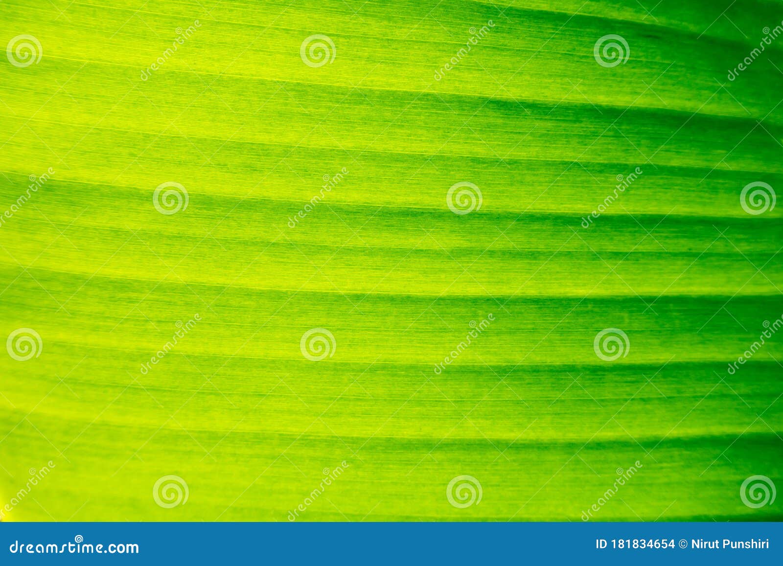 Fundo Verde Folhas. Textura Foliar Foto de Stock - Imagem de projeto ...