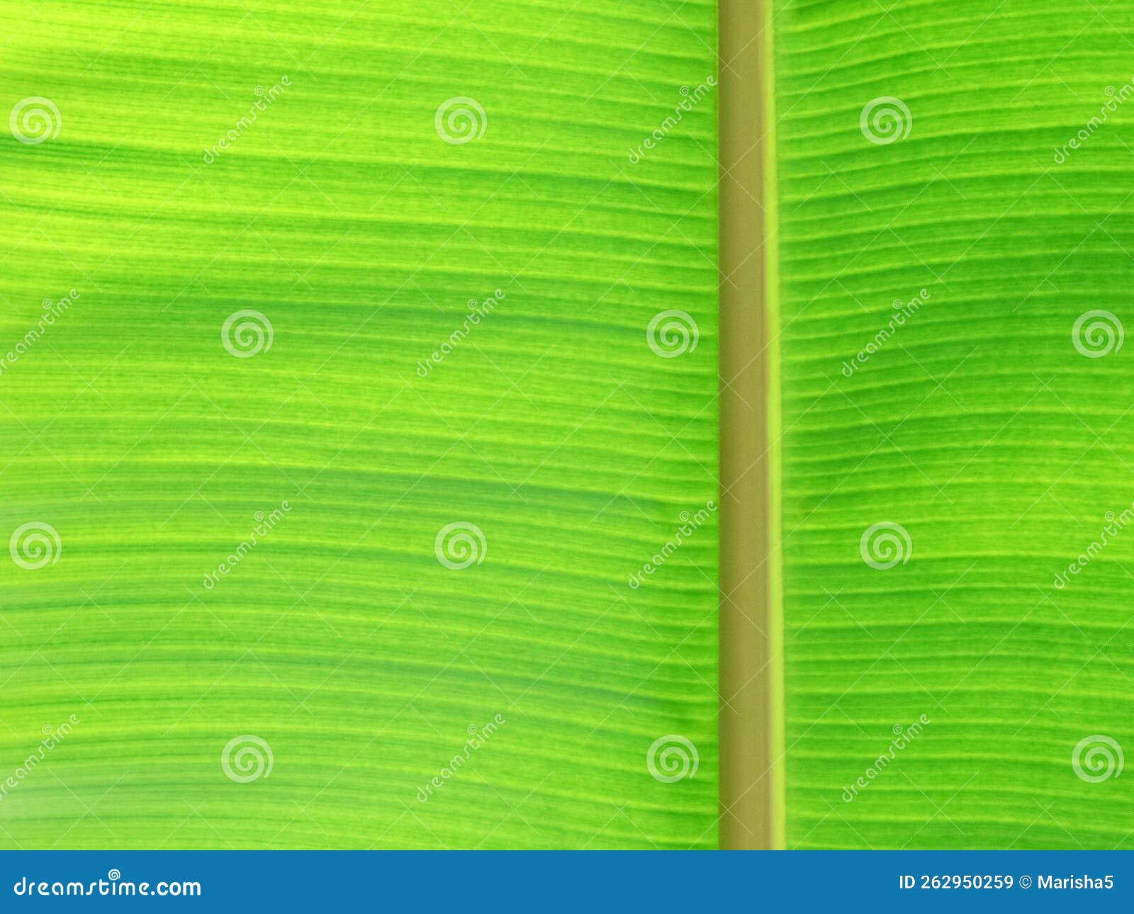 Fundo verde folhas. imagem de stock. Imagem de fundo - 262950259
